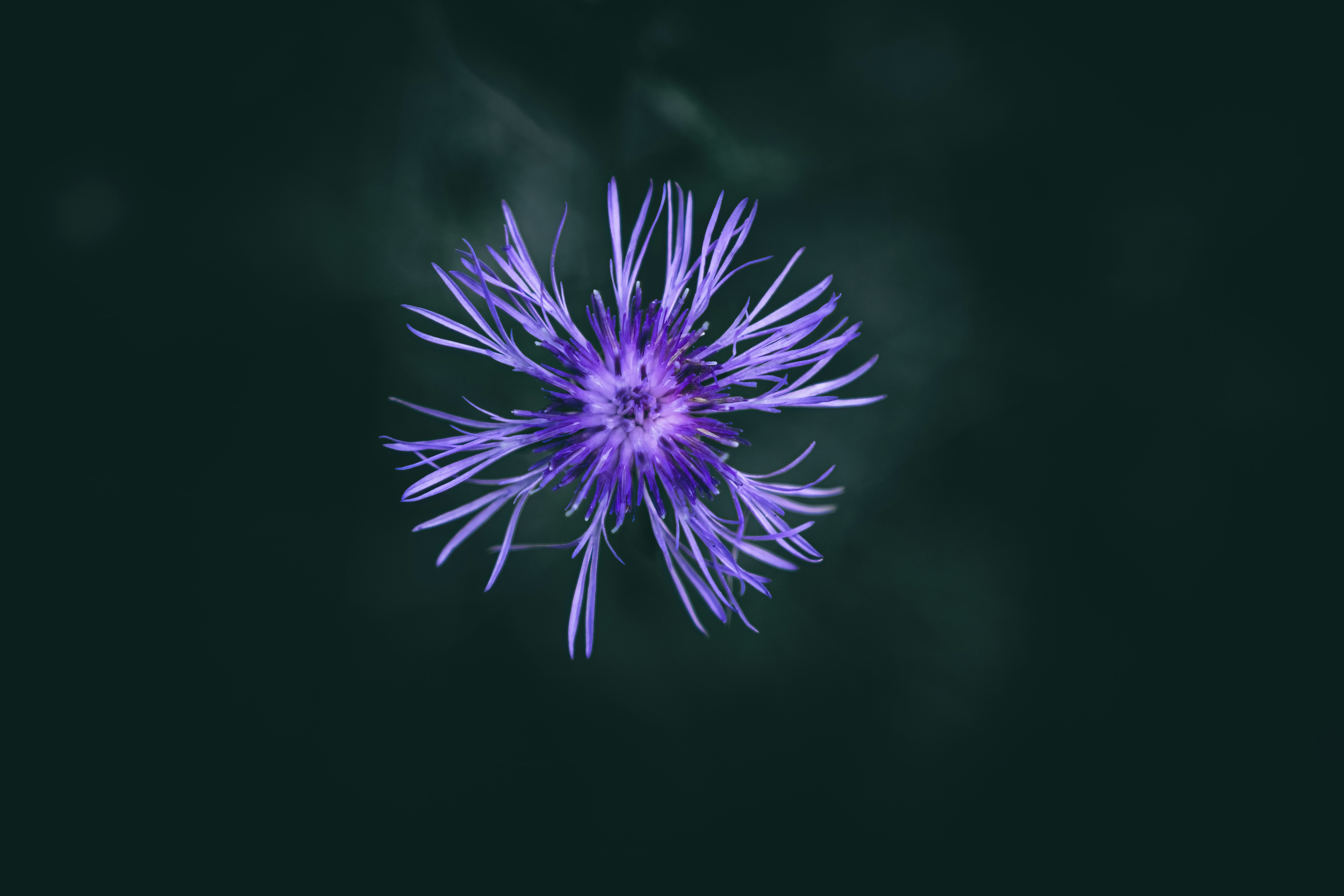 A close up of a purple Knapweed flower