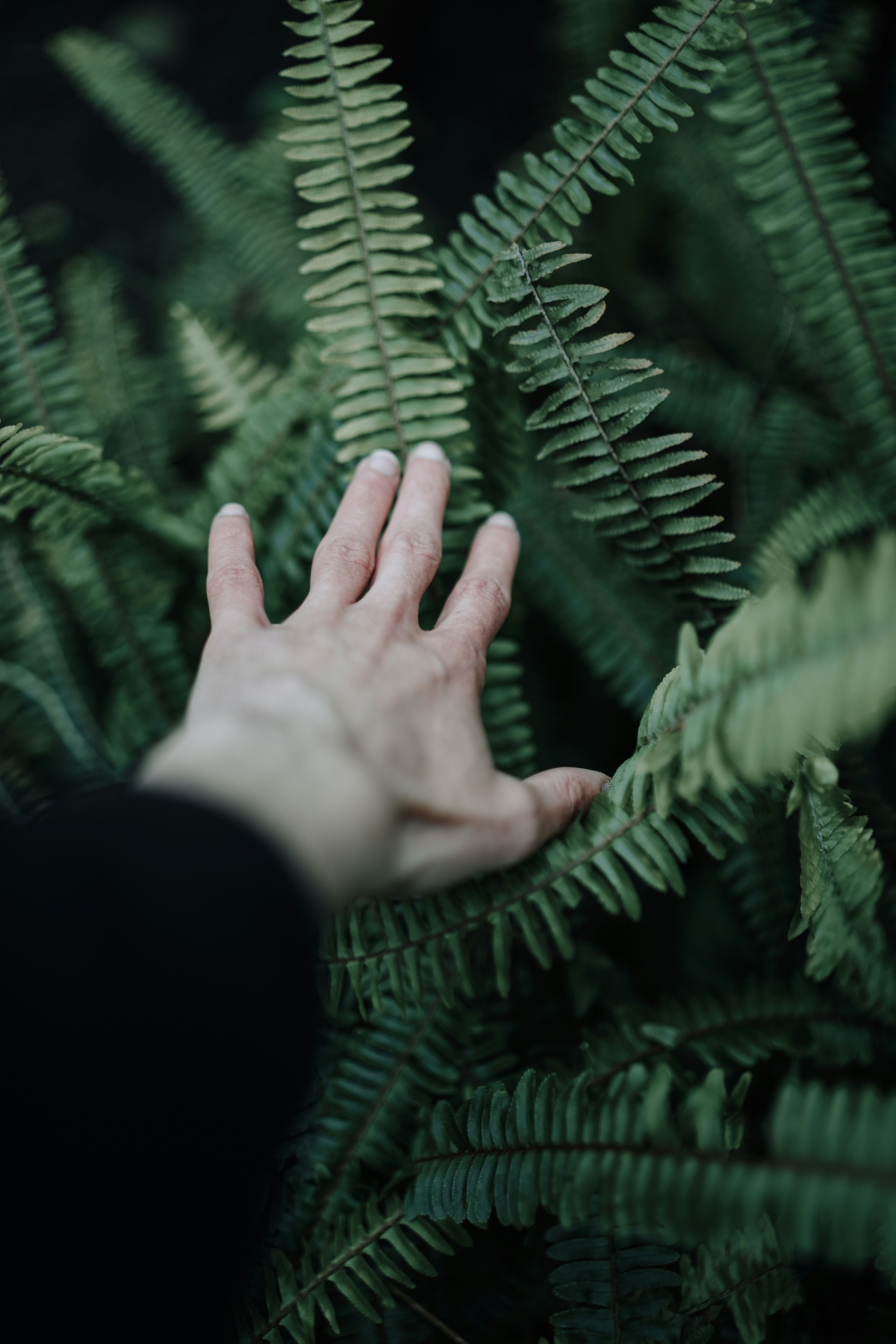 A person's hand reaching for a fern photo – Free Finger Image on Unsplash
