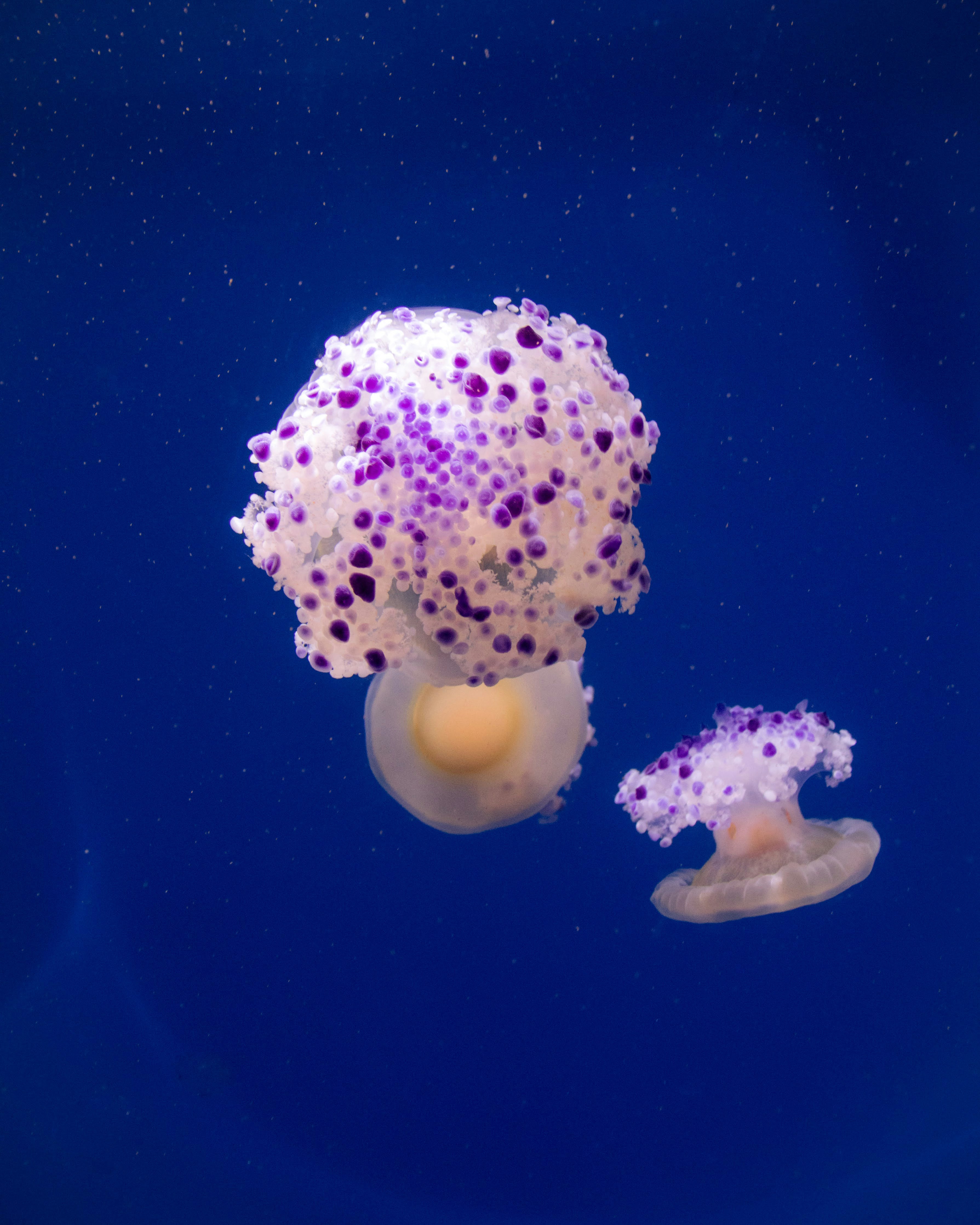 Purple and white jellyfish gracefully floating against a deep blue background.
