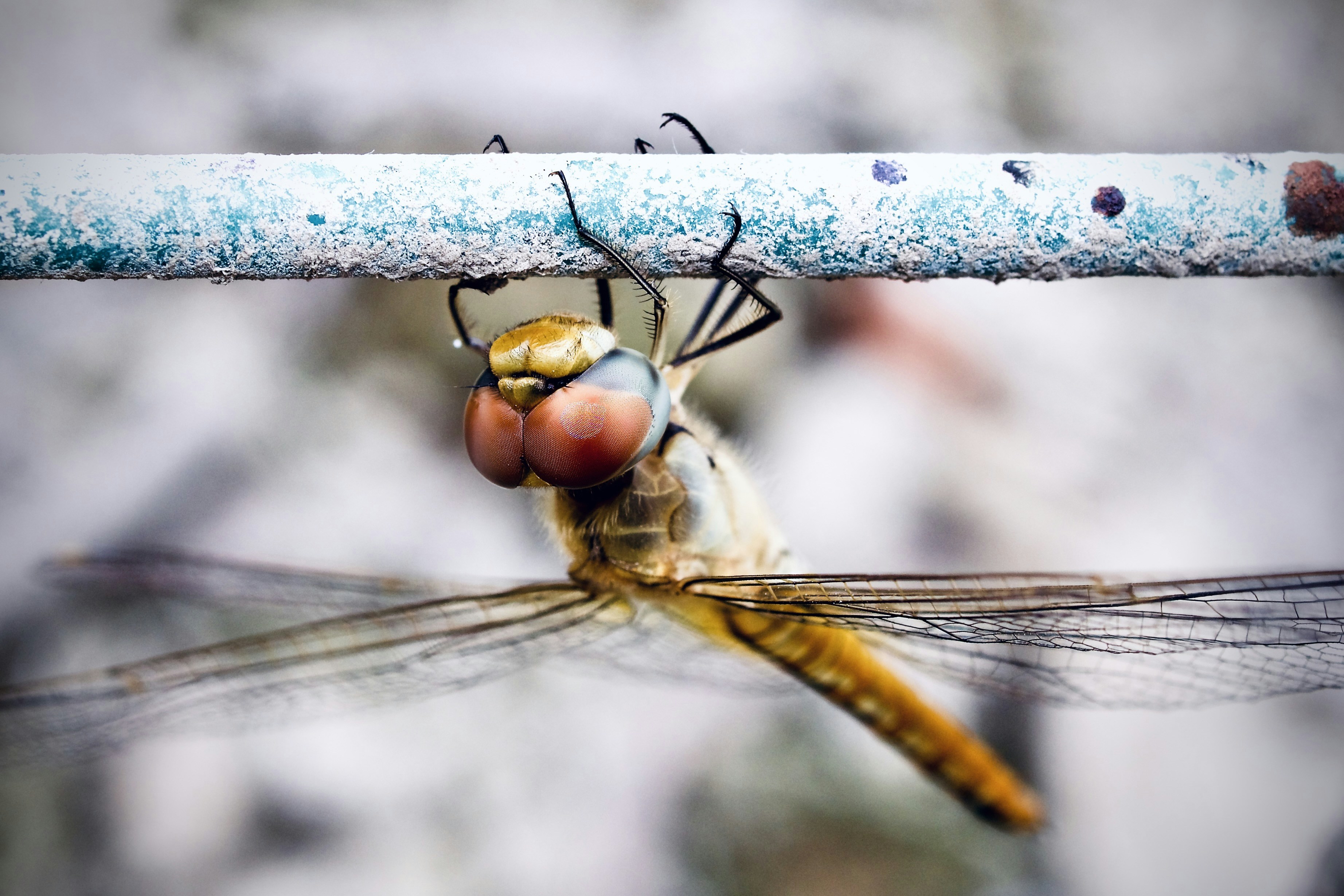 Crimson-eyed Dragonfly Perched on a Weathered Blue Rail: A Macro Portrait