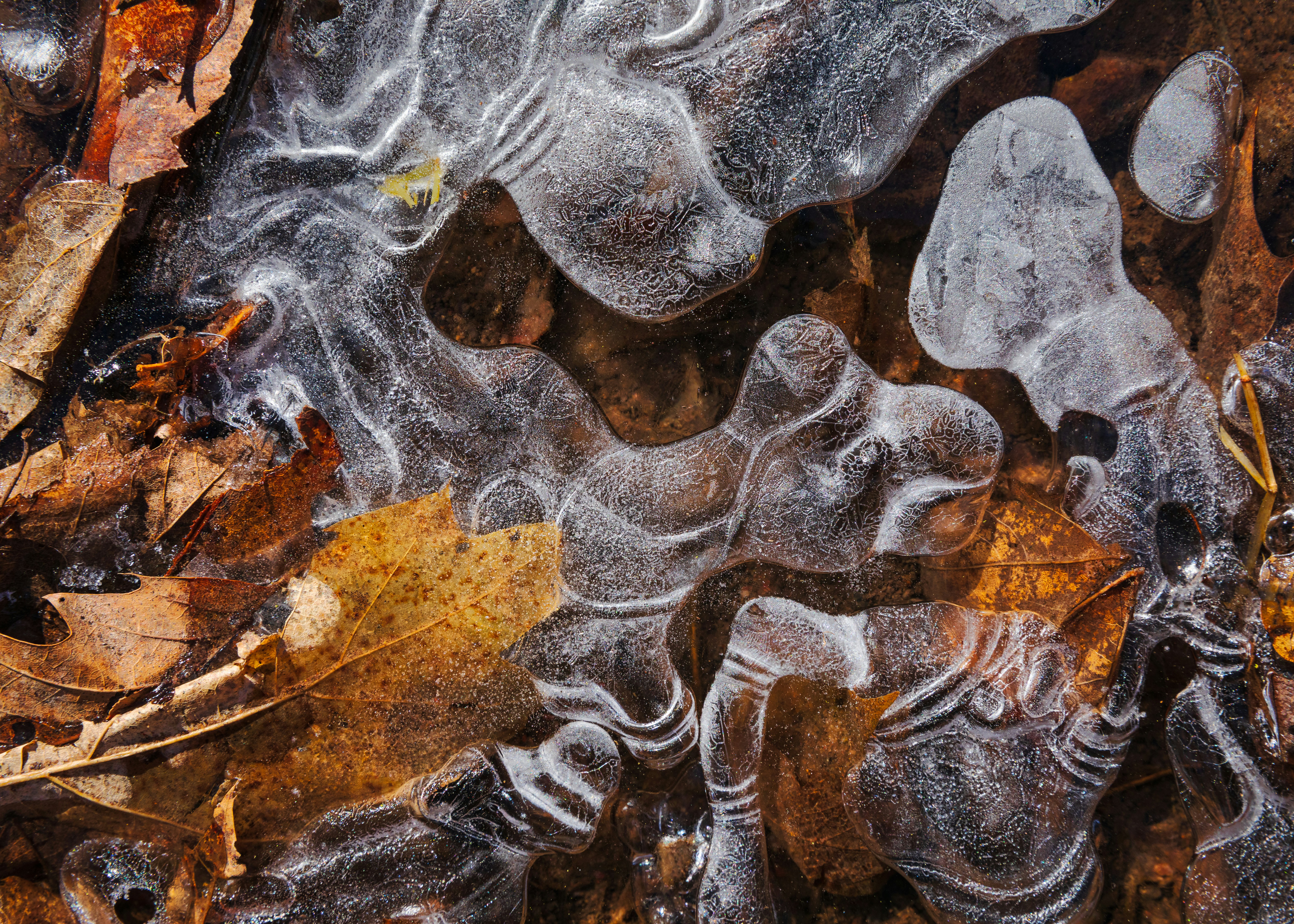 Ice / Leaves