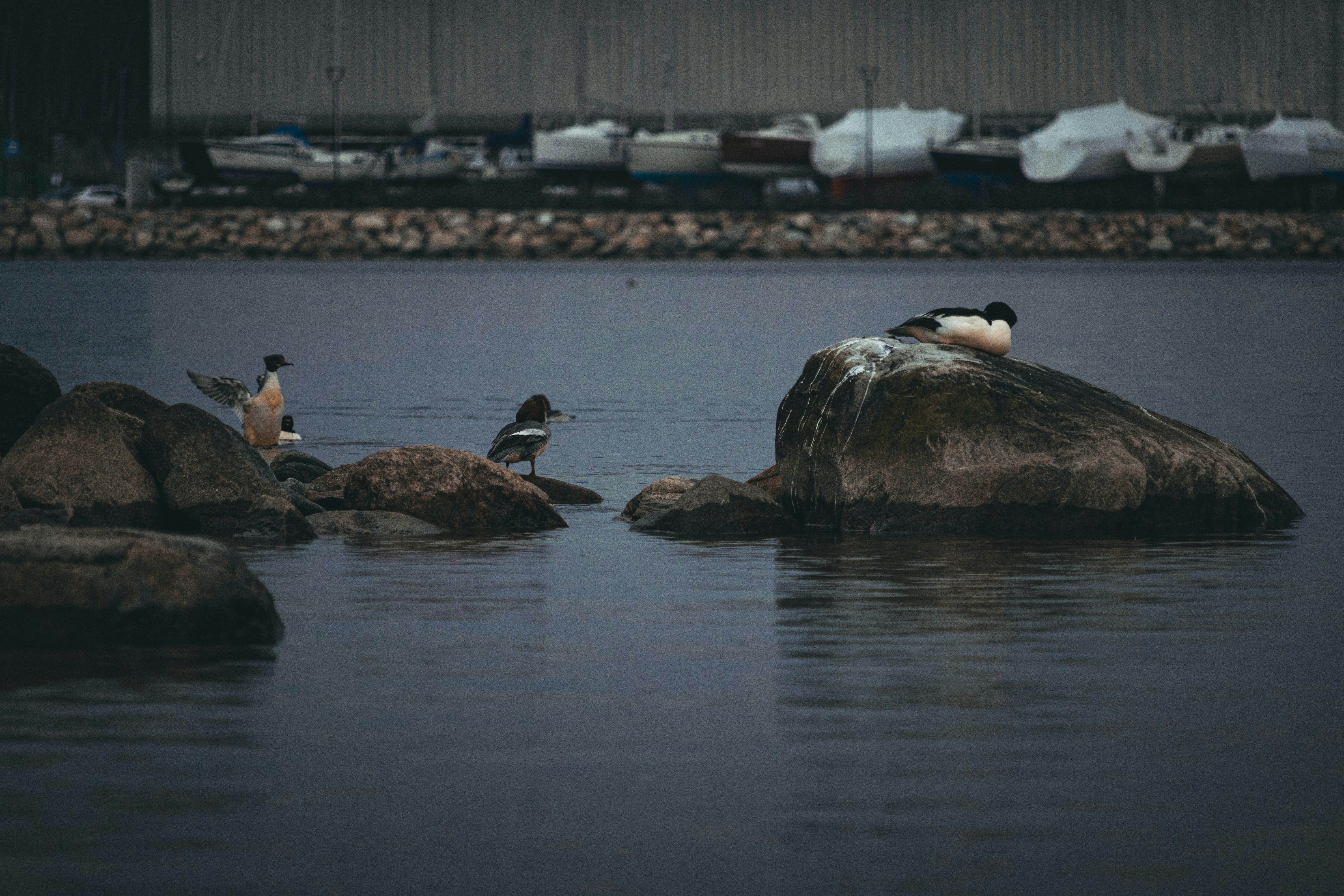 A group of birds sitting on top of rocks in the water photo – Free Sea ...