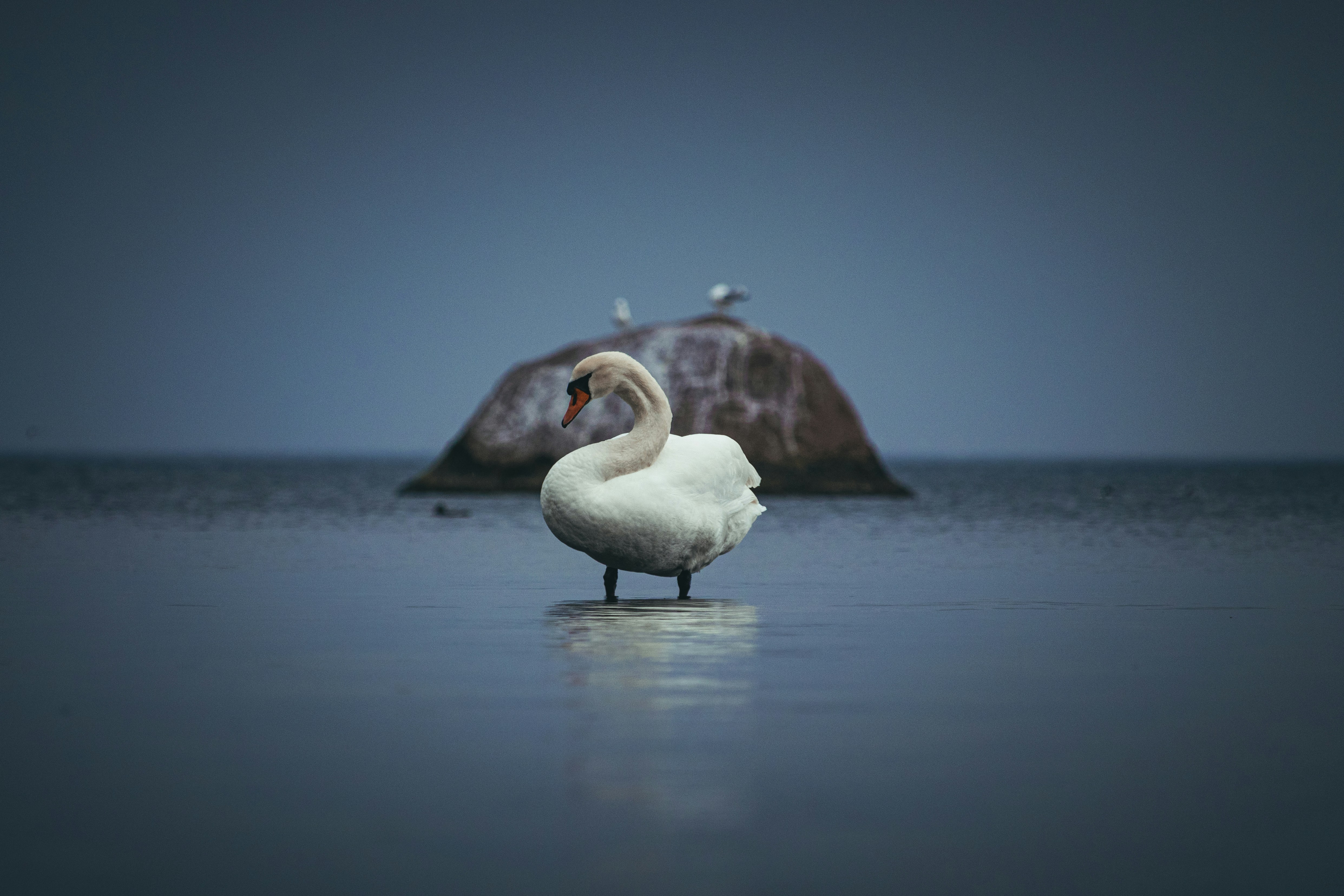 Centered Grace: A lone swan against a distant island and calm sea