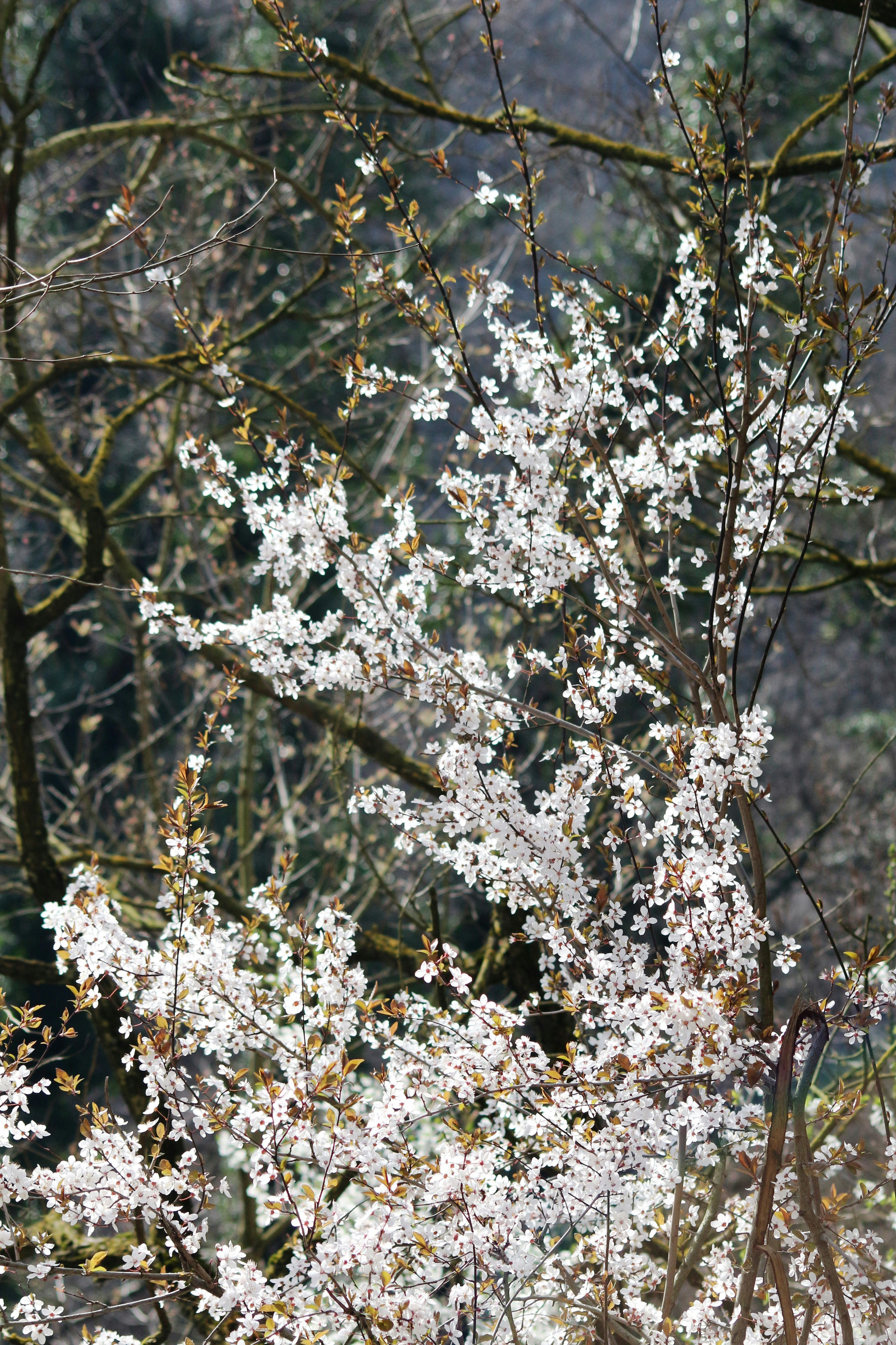 Blossoms in March, Matka, Macedonia