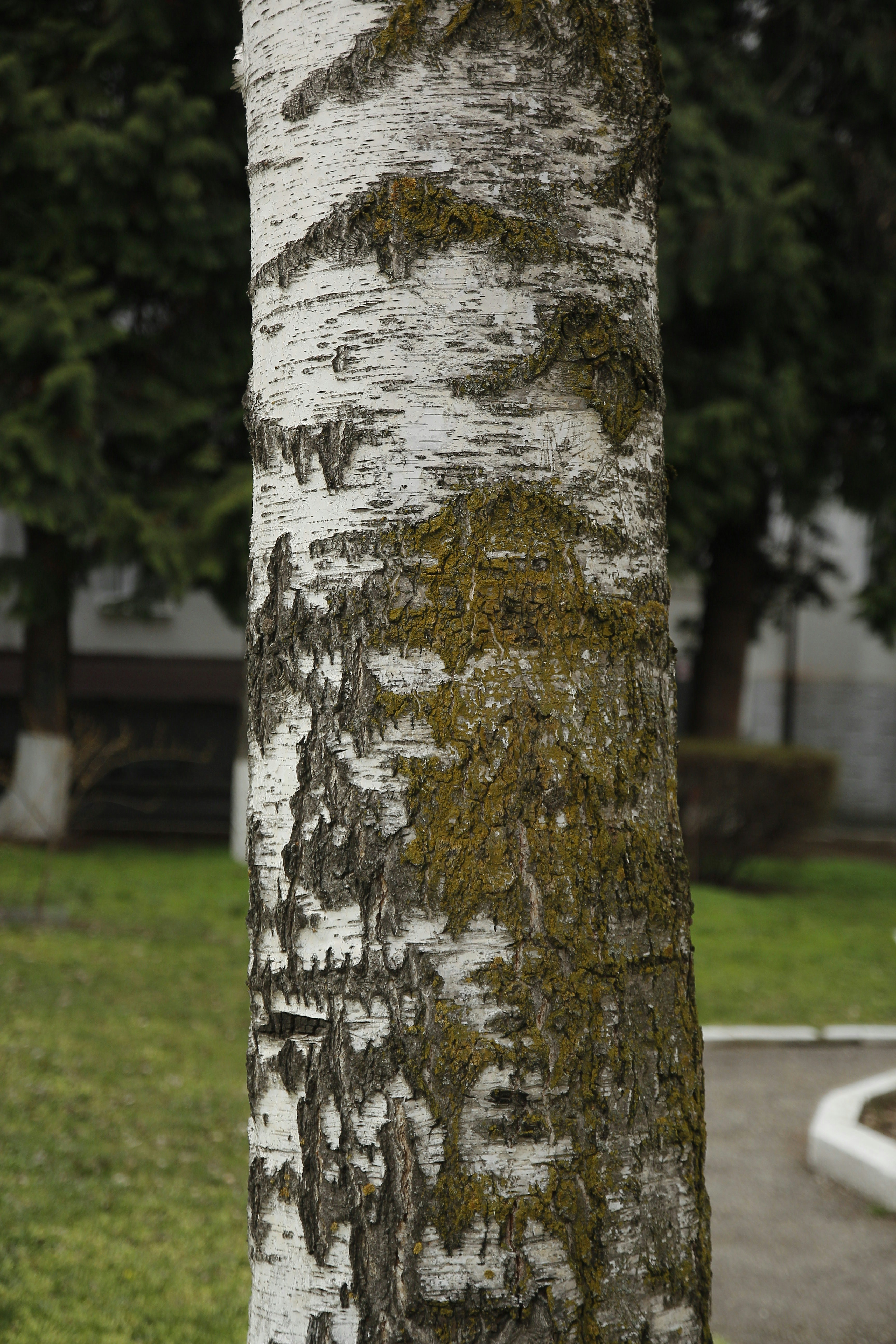 Close-up of a birch tree trunk showcasing its intricate bark patterns and moss details.
