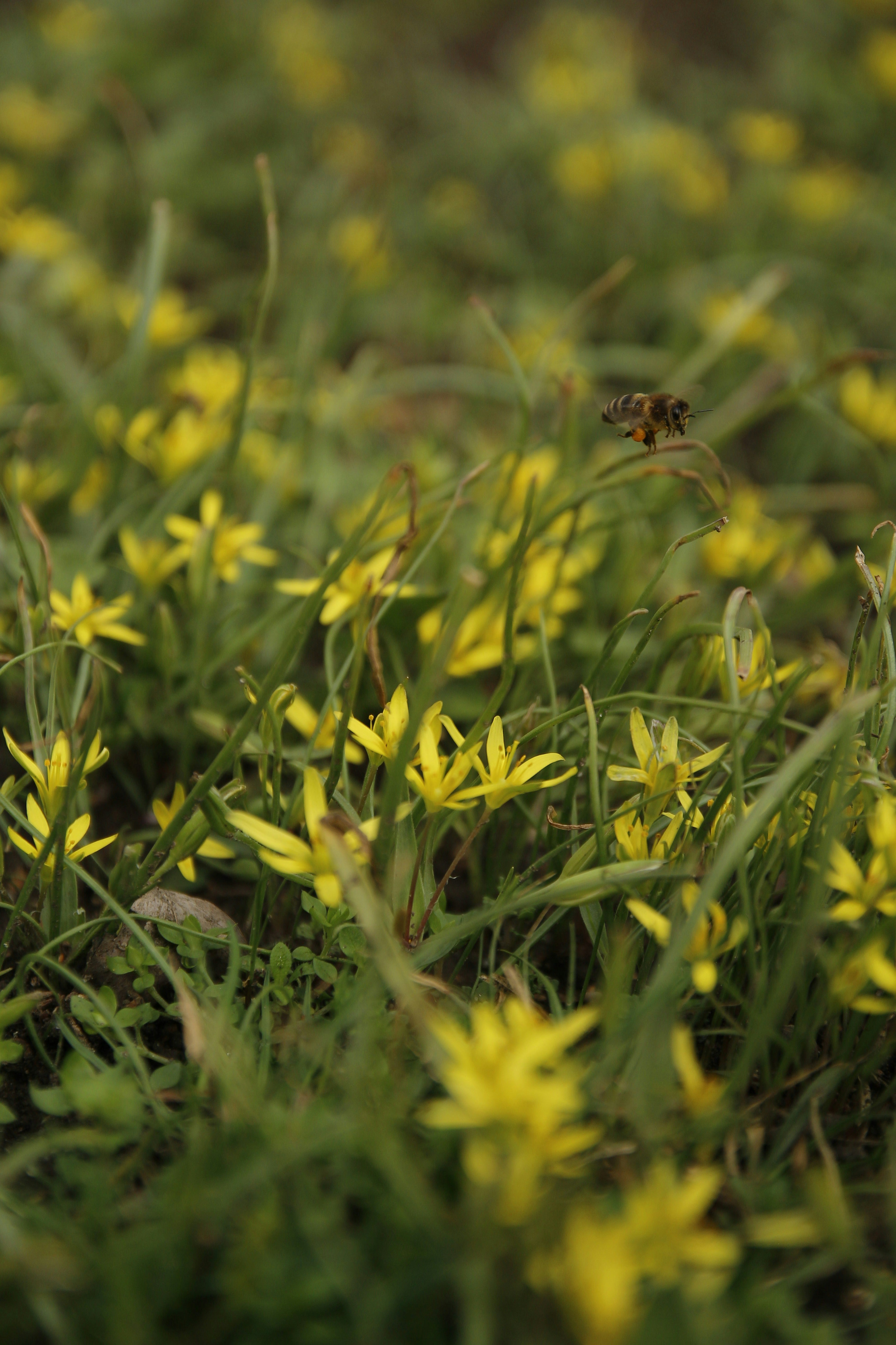 Honeybee in a sunlit meadow among yellow blooms
