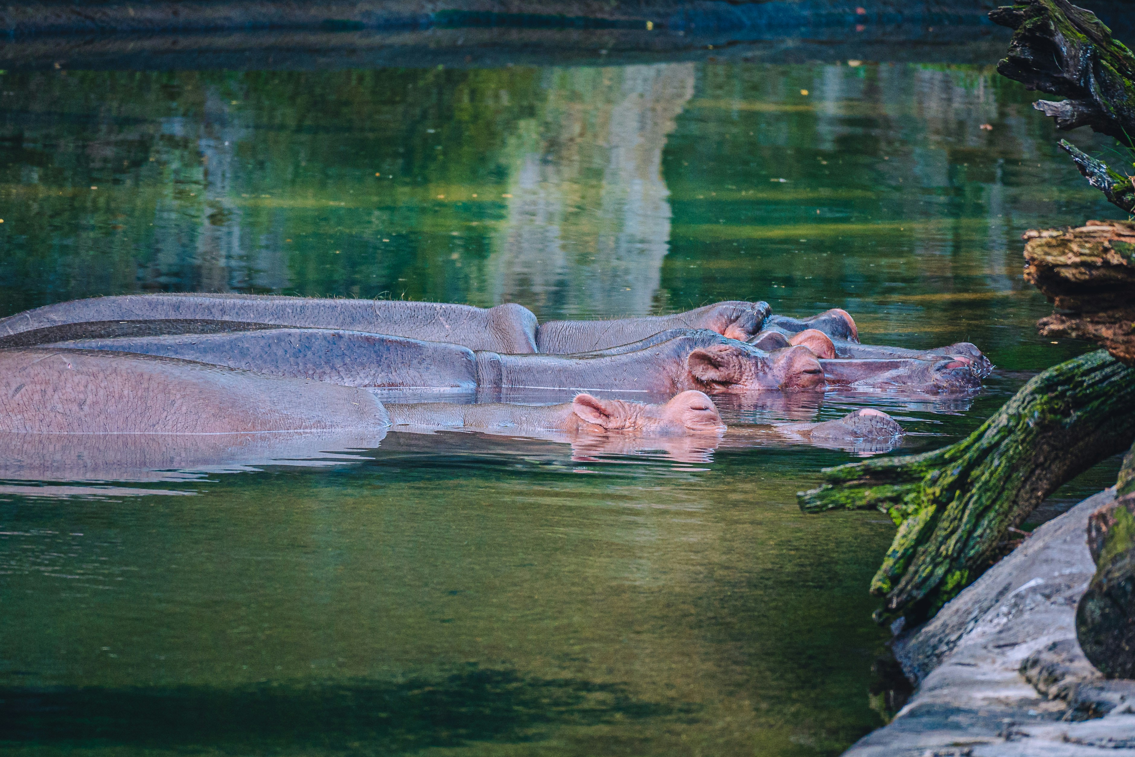 Three hippos resting in calm water, partially submerged, surrounded by lush greenery.