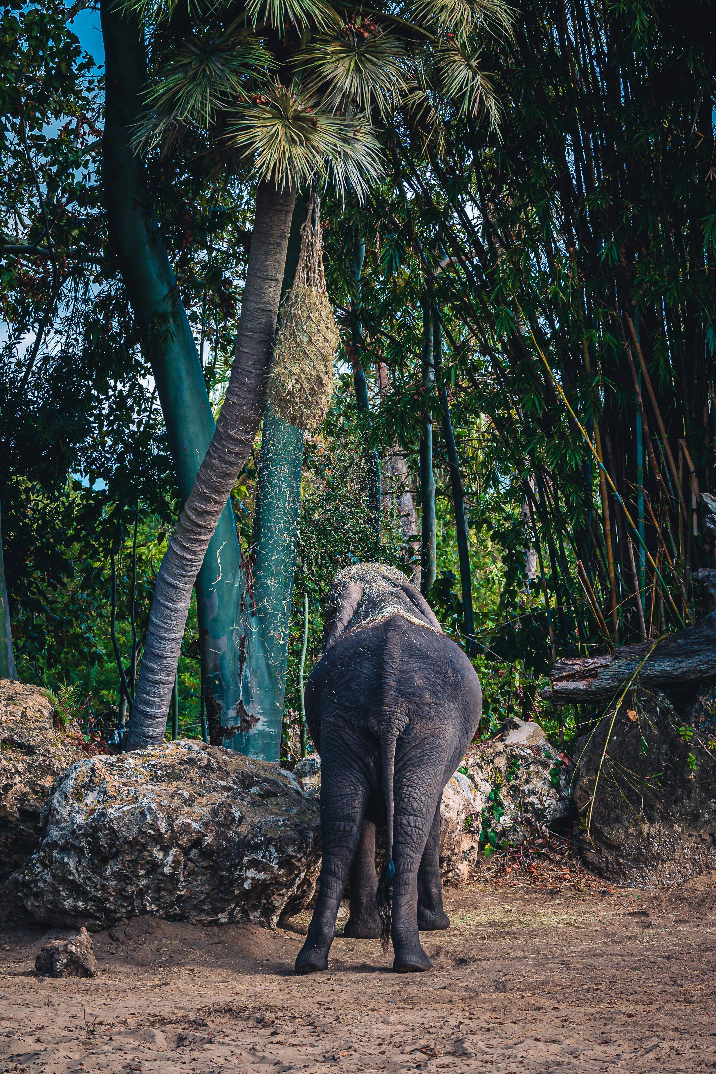 An elephant grabbing a hay snack from a feeding station placed high in the trees at Disney's Animal Kingdom.