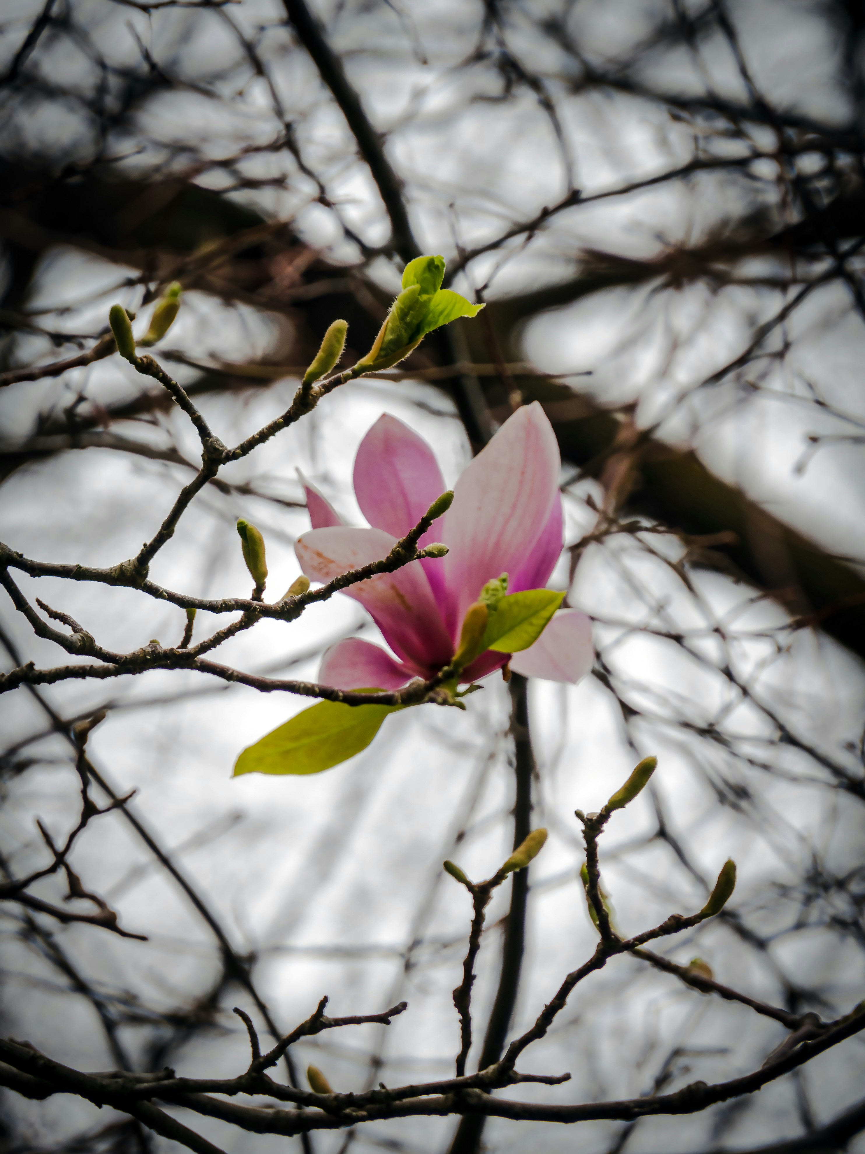 Bloom on the Tangle: A Pink Magnolia Survives the Winter Gloom