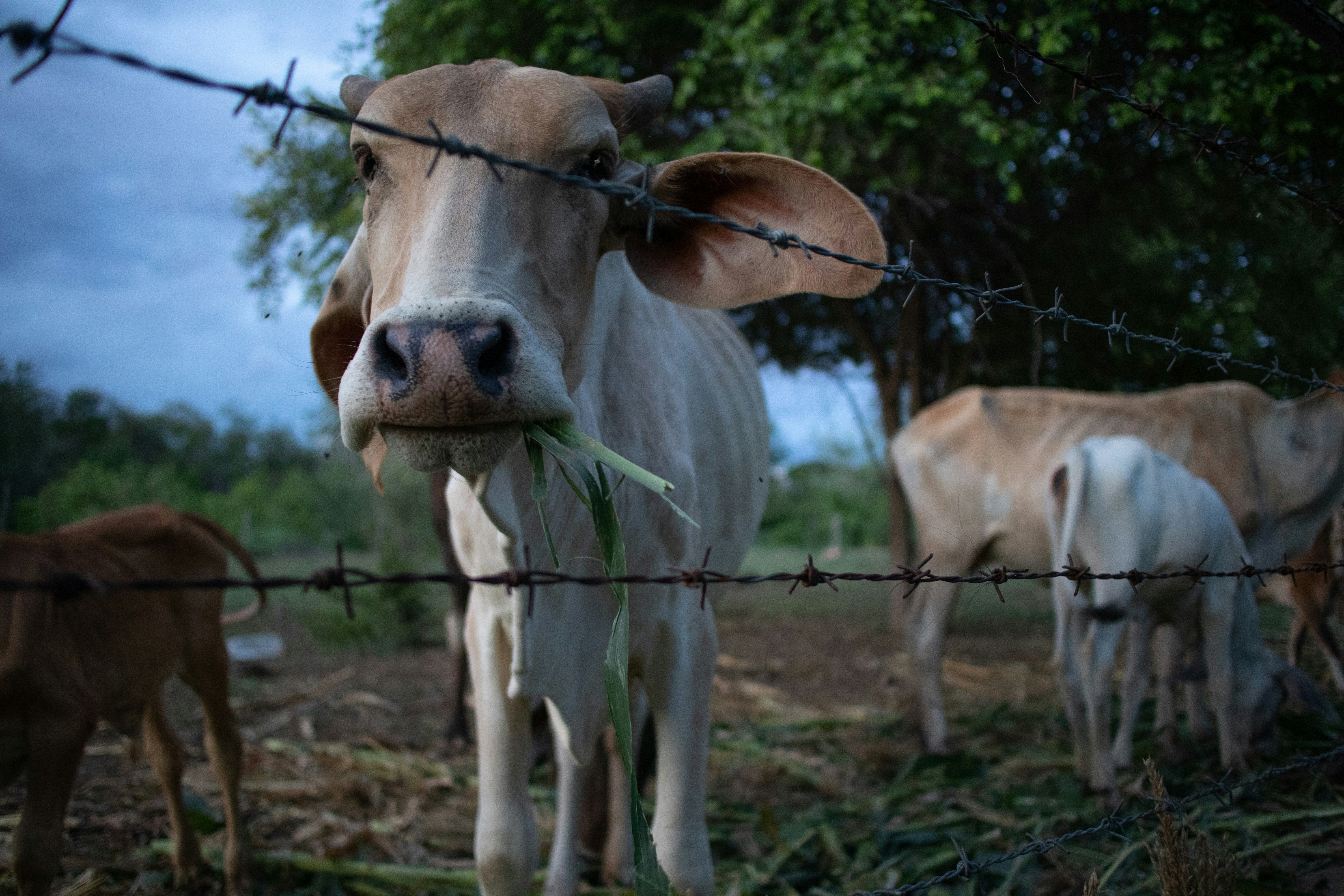 A cow eating grass behind a barbed wire fence photo – Free Animal Image ...
