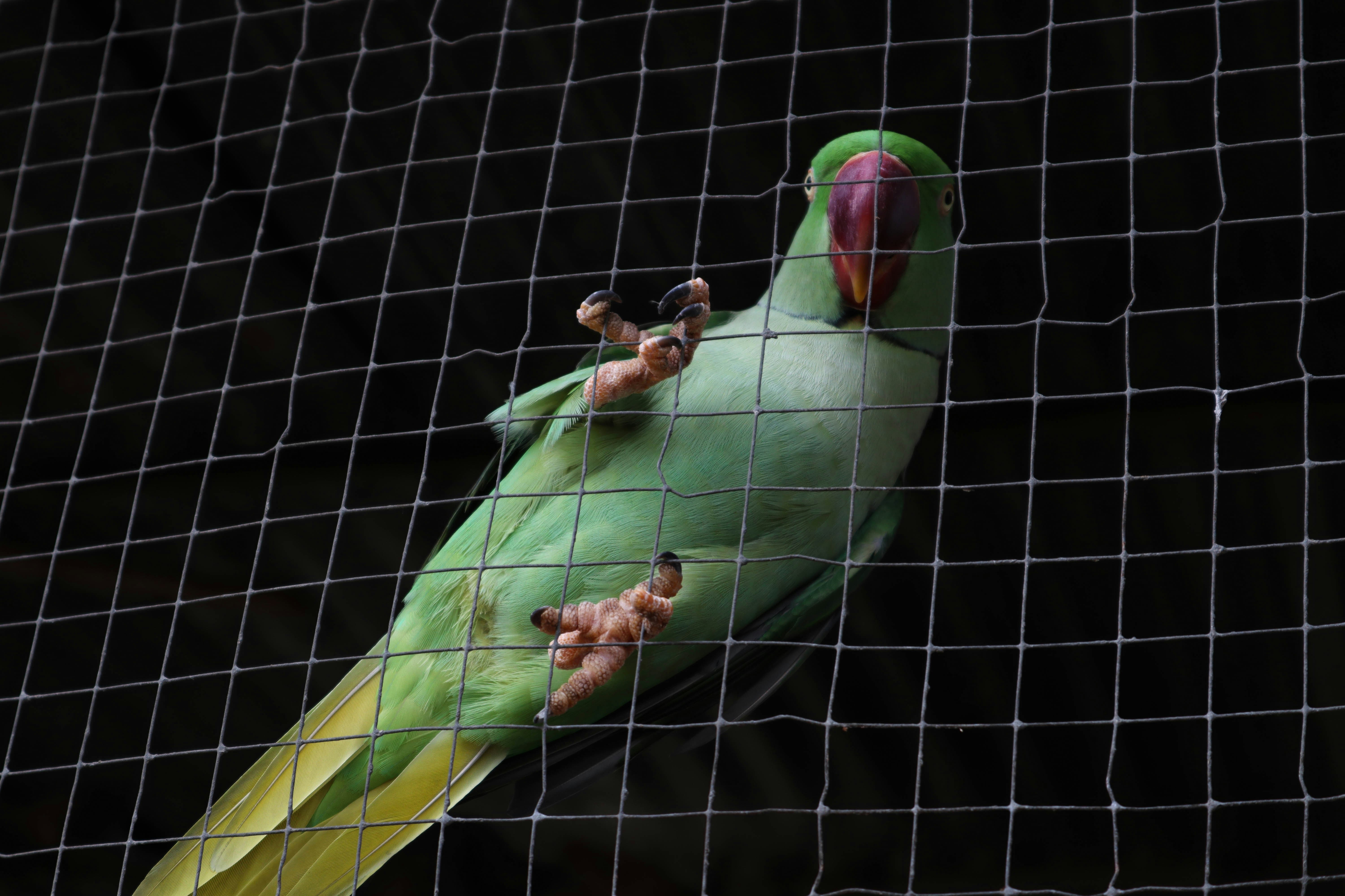 Green parrot in a cage