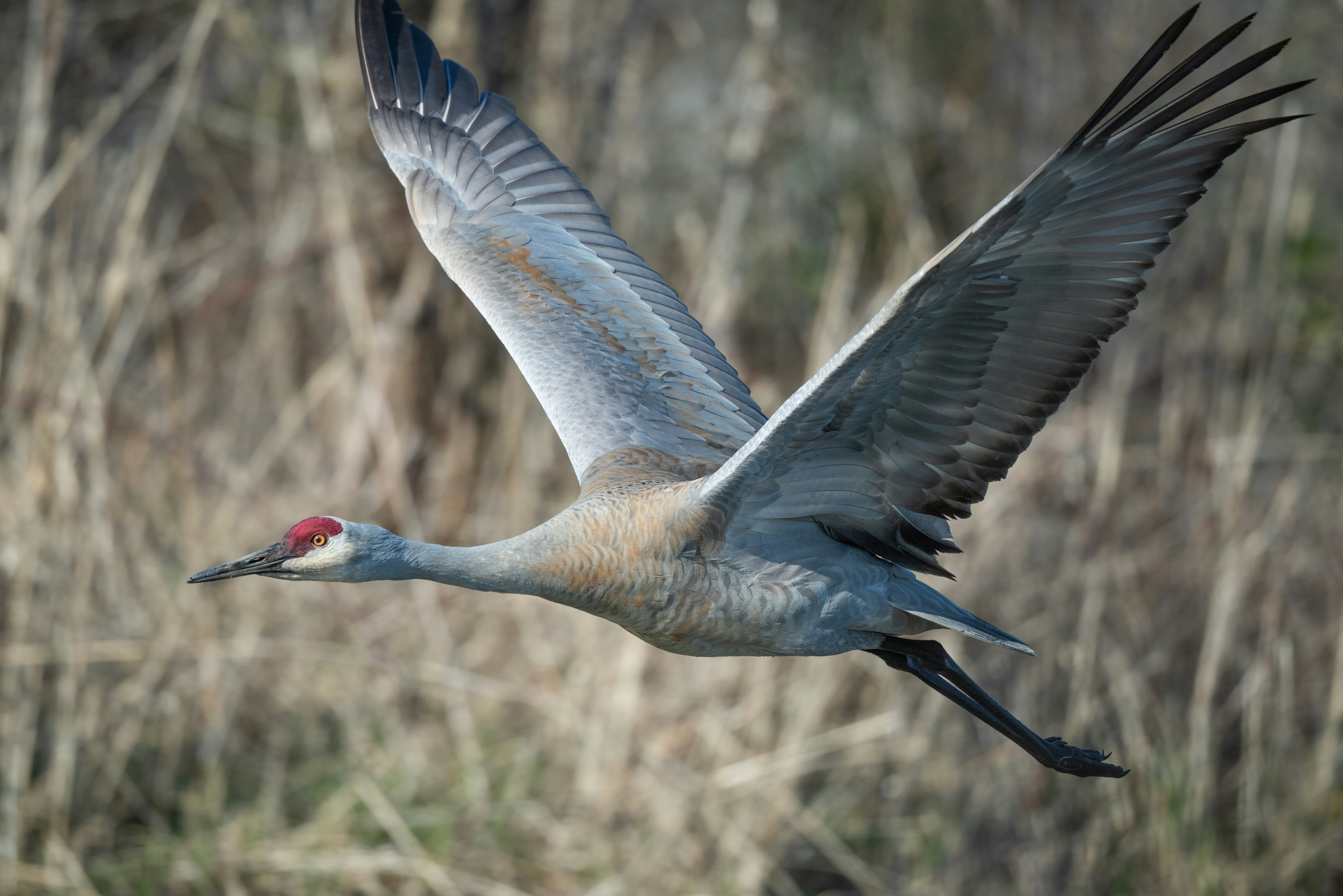 A large bird flying through a field of tall grass photo – Free Birds ...