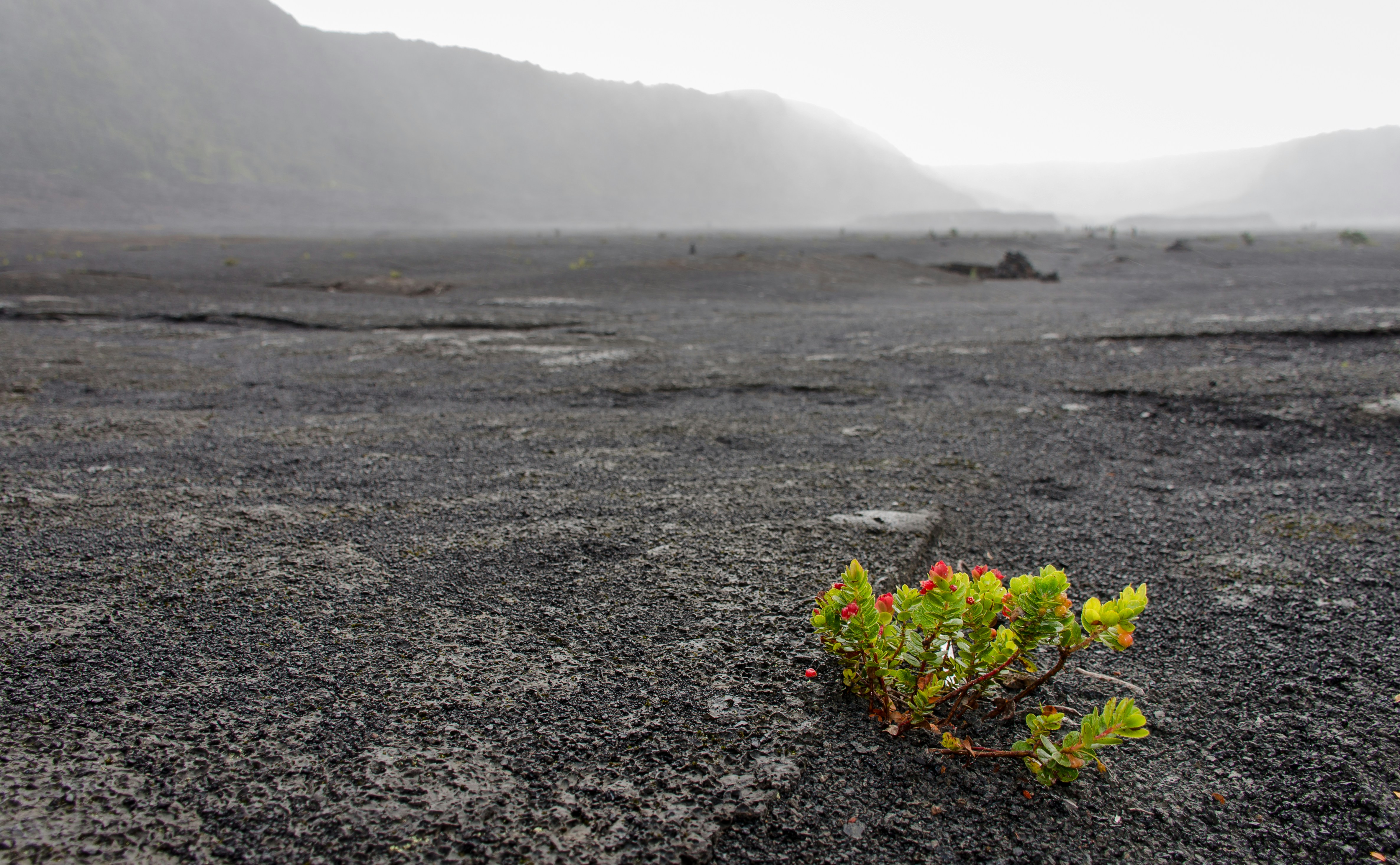 ʻŌhelo (Vaccinium reticulatum) colonizing a lava flow in the caldera.