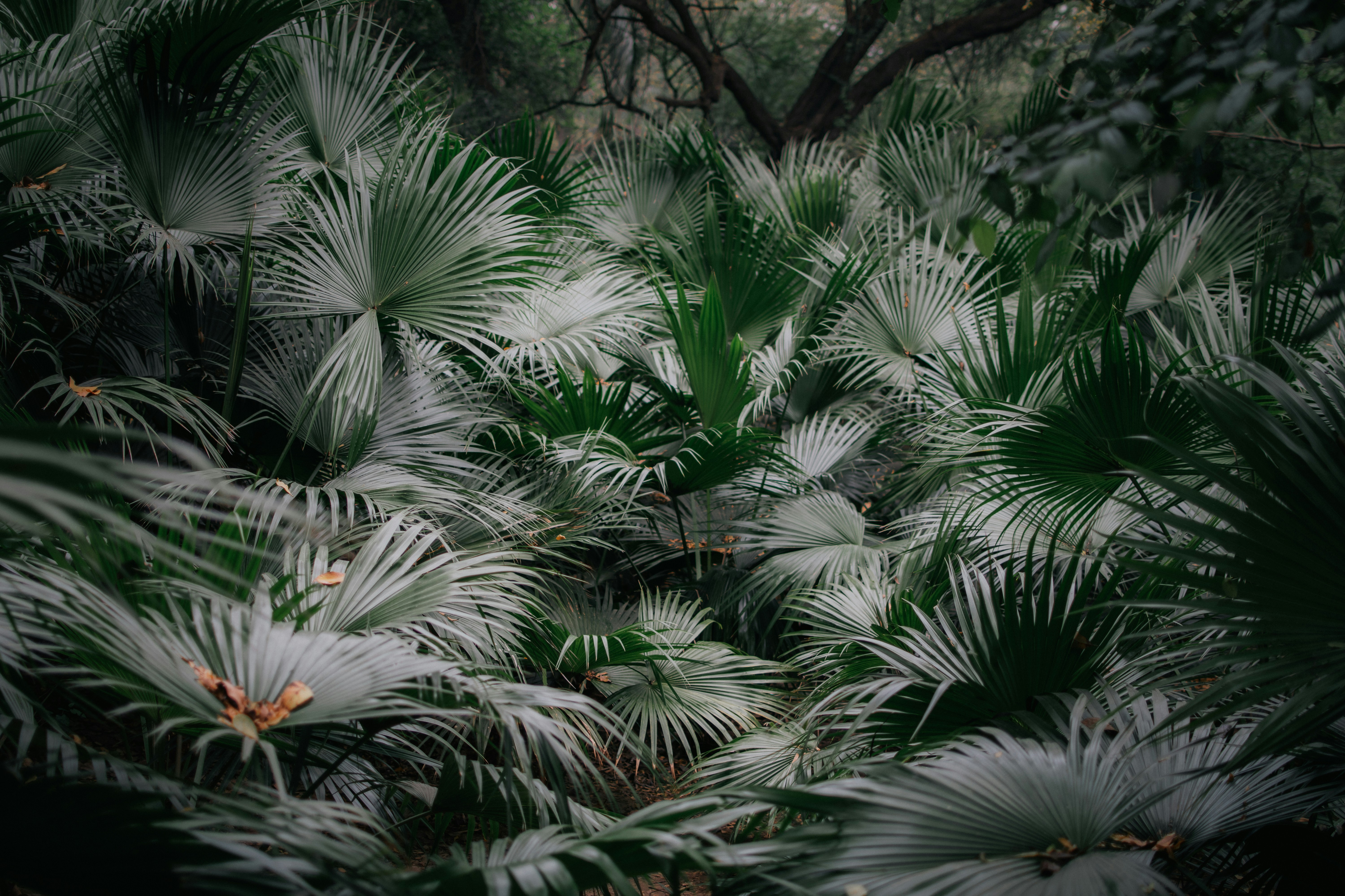 A lush green forest filled with lots of trees photo – Free Jungle Image ...
