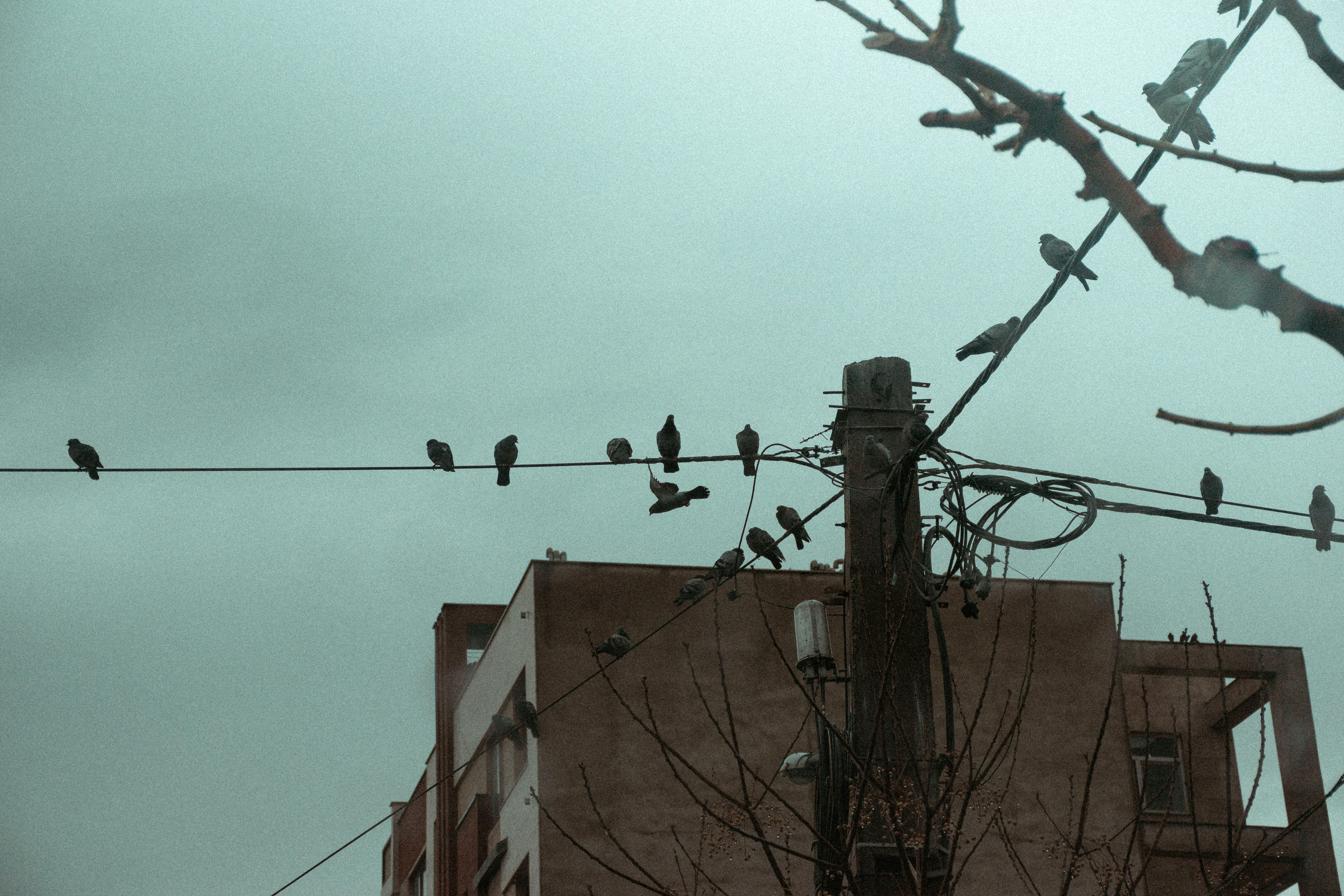 Line of Birds: A Quiet Constellation Across the Urban Sky
