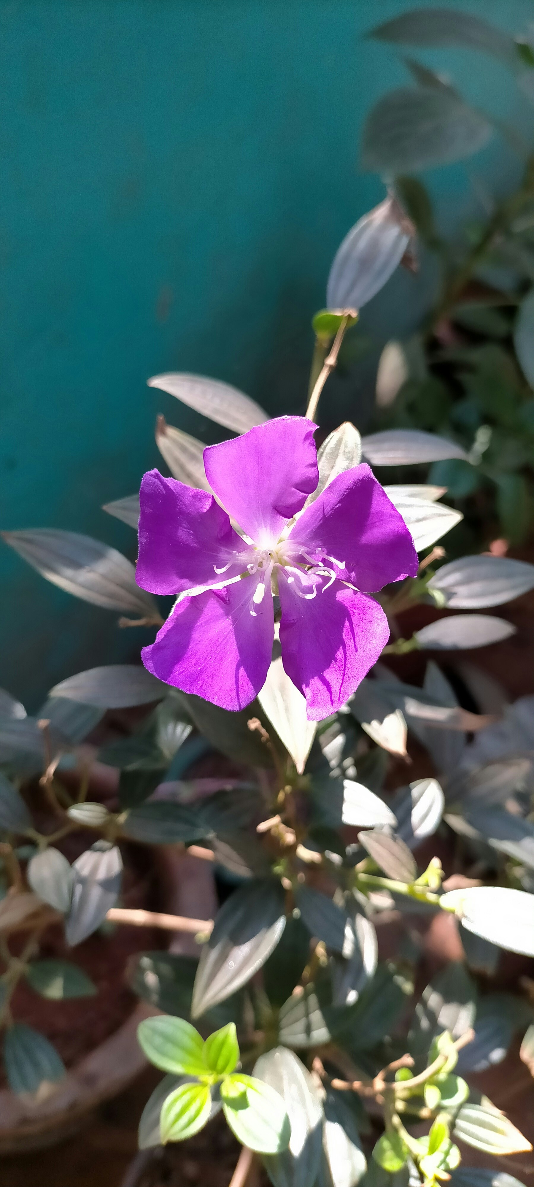 Magenta Petals on a Teal Stage: Close-Up of a Purple Flower Among Silver Leaves