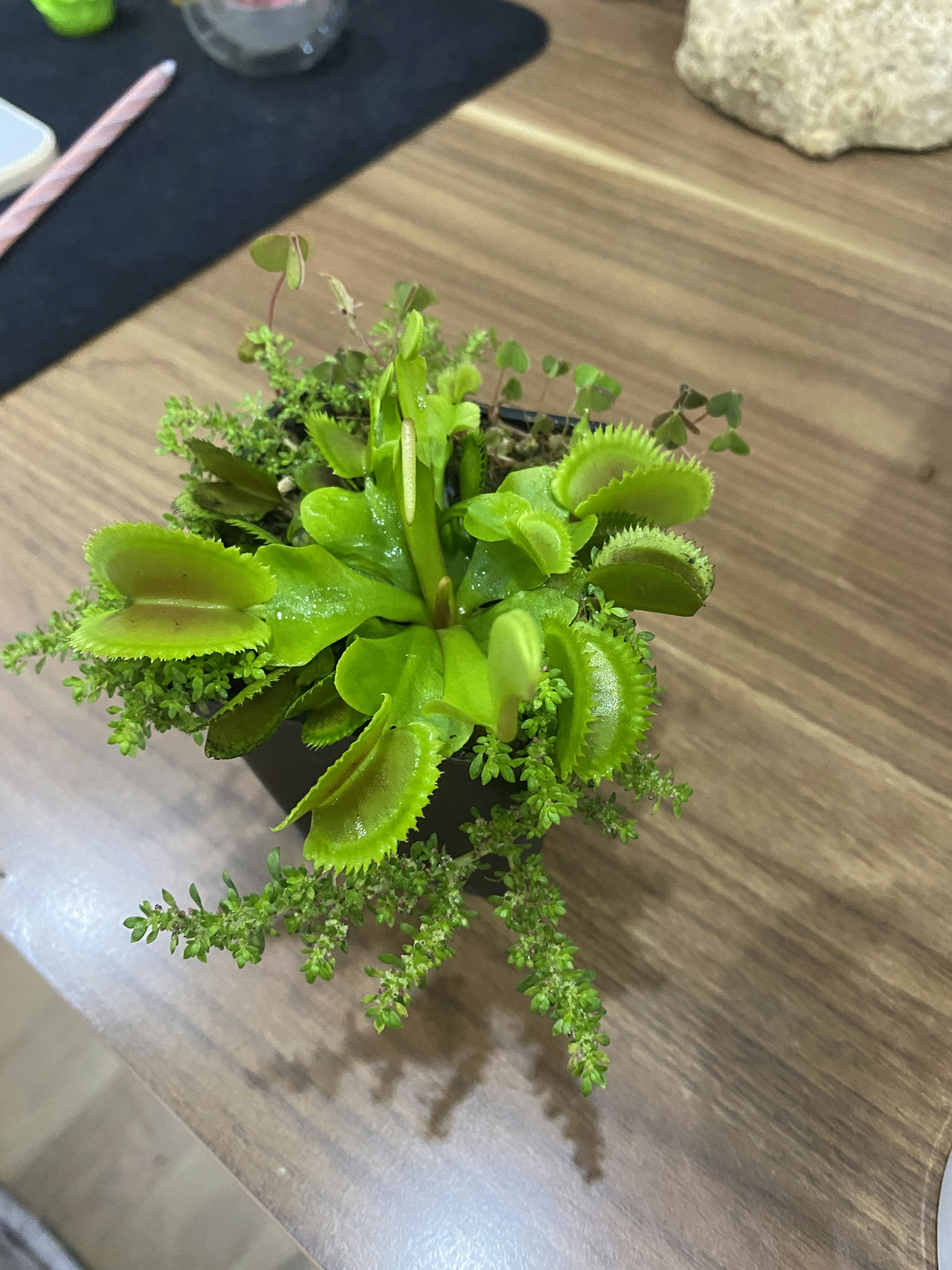 a green plant sitting on top of a wooden table