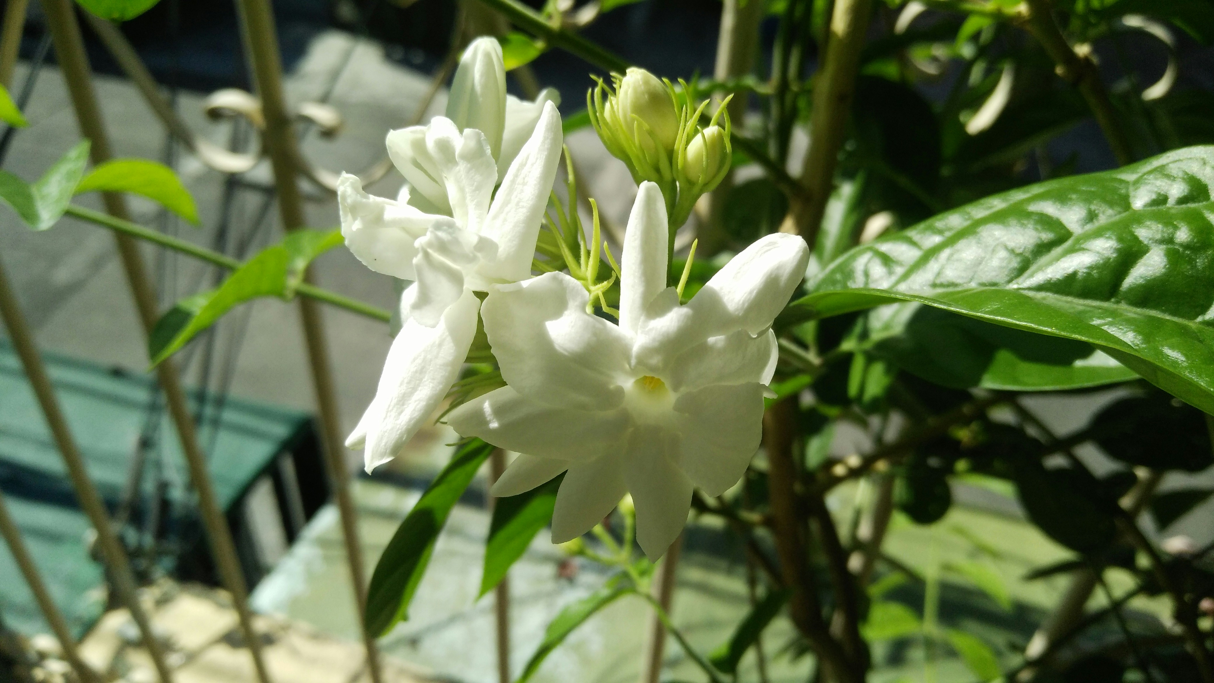 Having a pot of Philippine Jasmine in the garden, I discovered that the plant thrives under the sun.