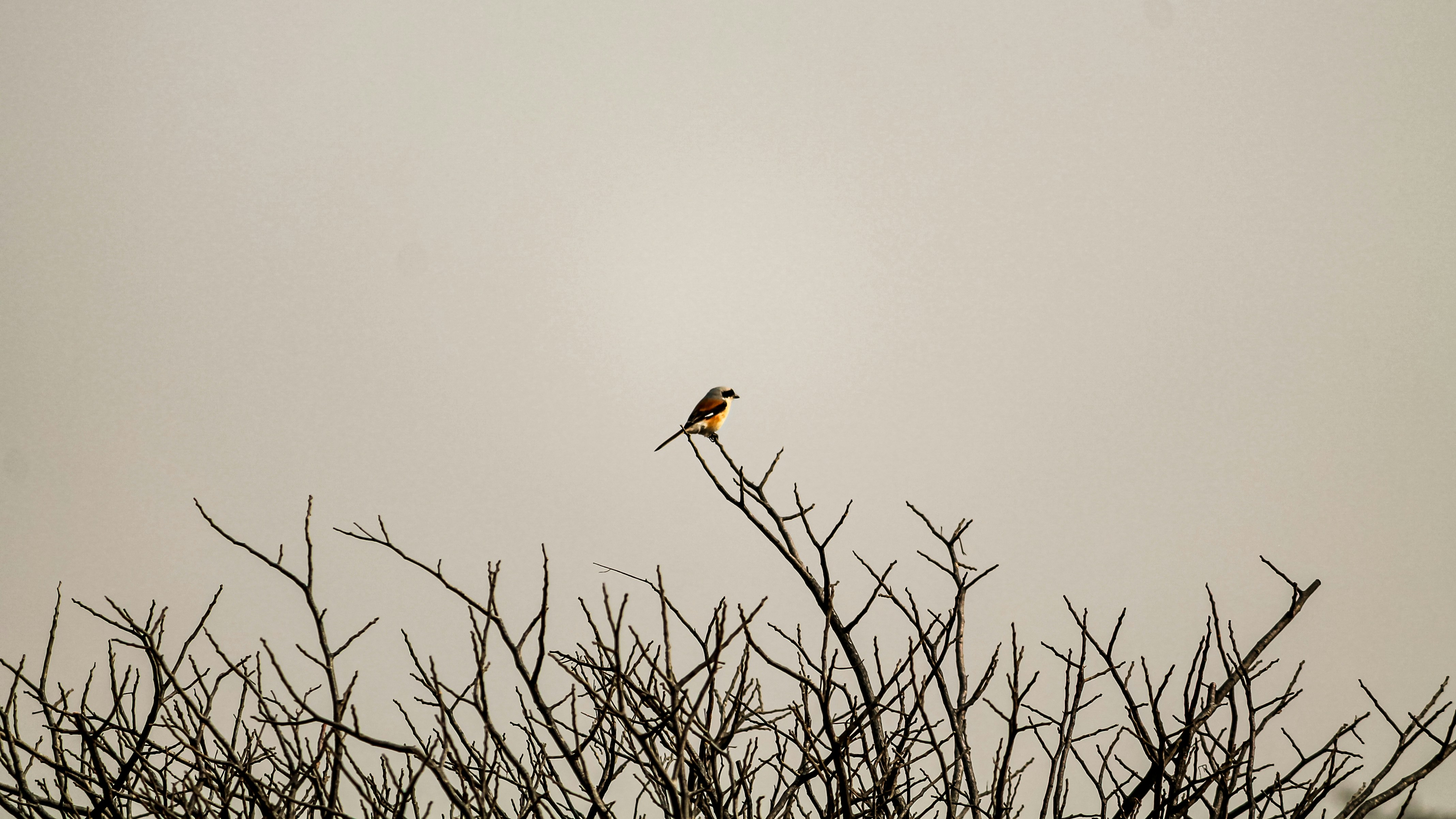 A small bird perched atop a bare branch, silhouetted against a muted sky, highlighting the contrast between life and the stark environment.