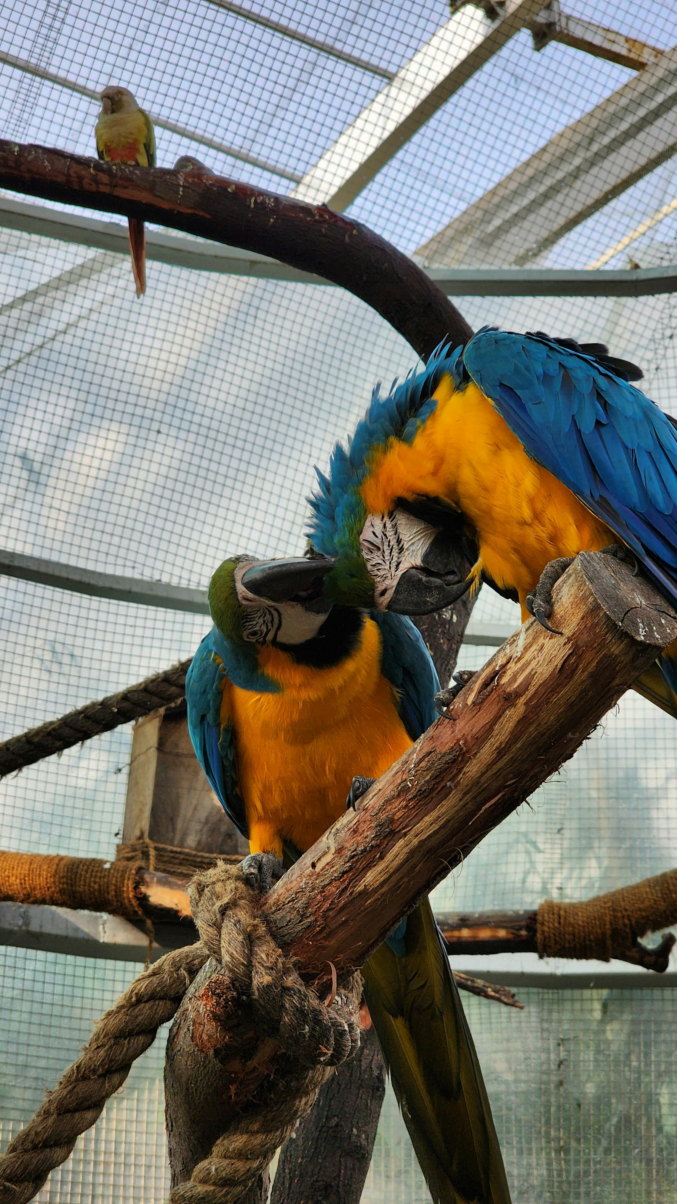 Tandem in Turquoise and Gold: A Close-Up of Macaws at Rest