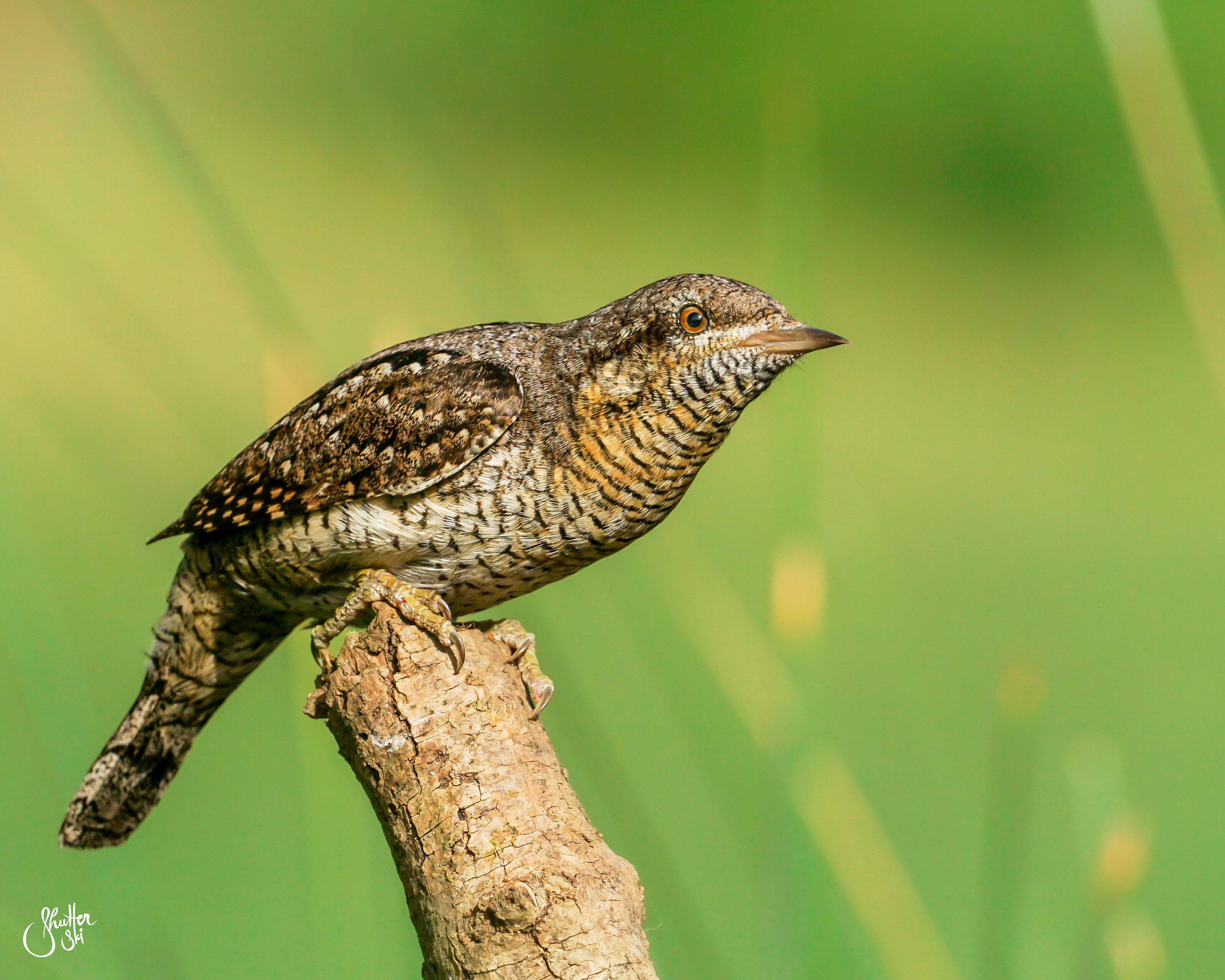 Perch of Patience: A Speckled Songbird Against a Spring-green Backdrop