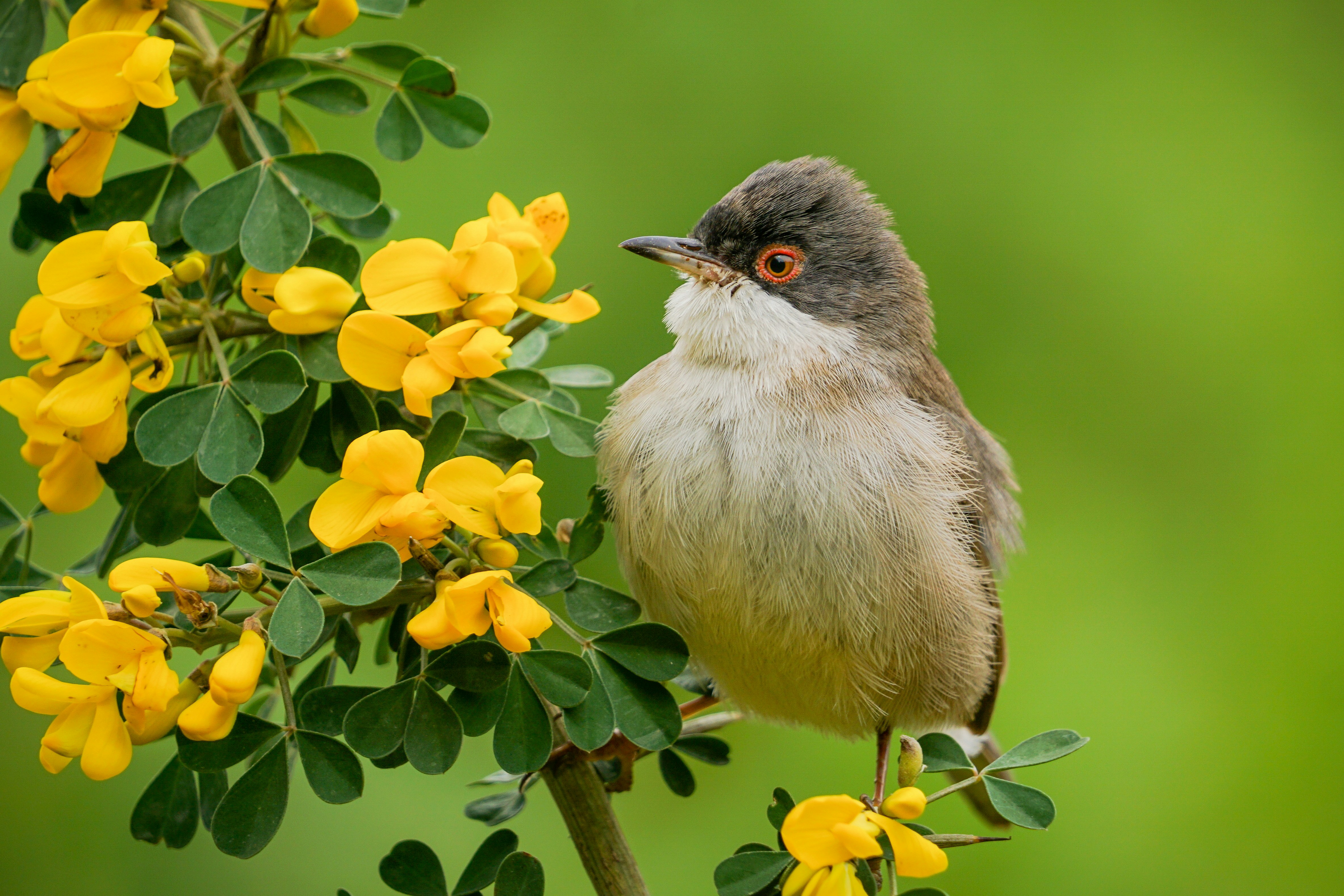 Perched in Sunshine: a Tiny Warbler Among Golden Blooms