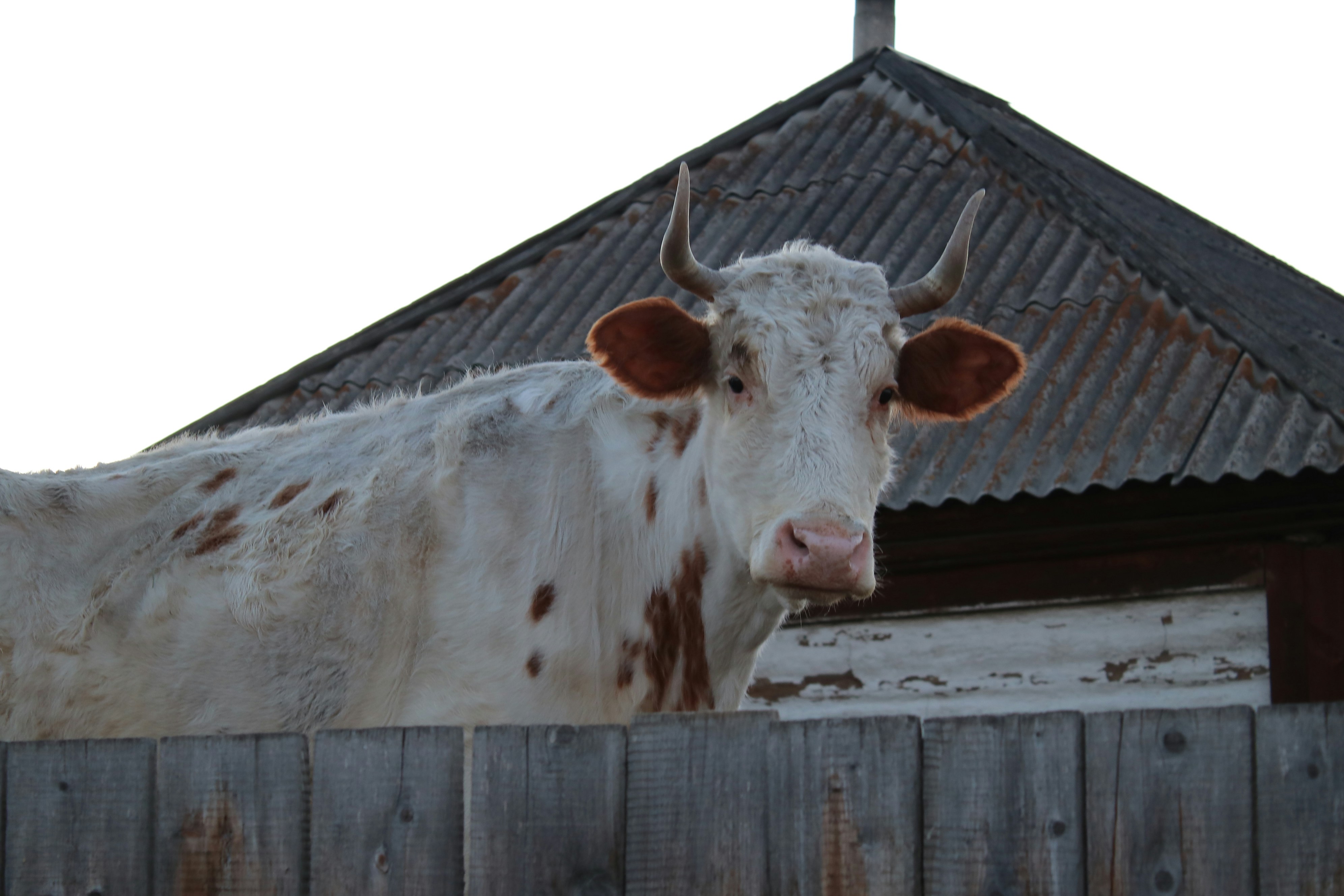 a brown and white cow standing next to a wooden fence
