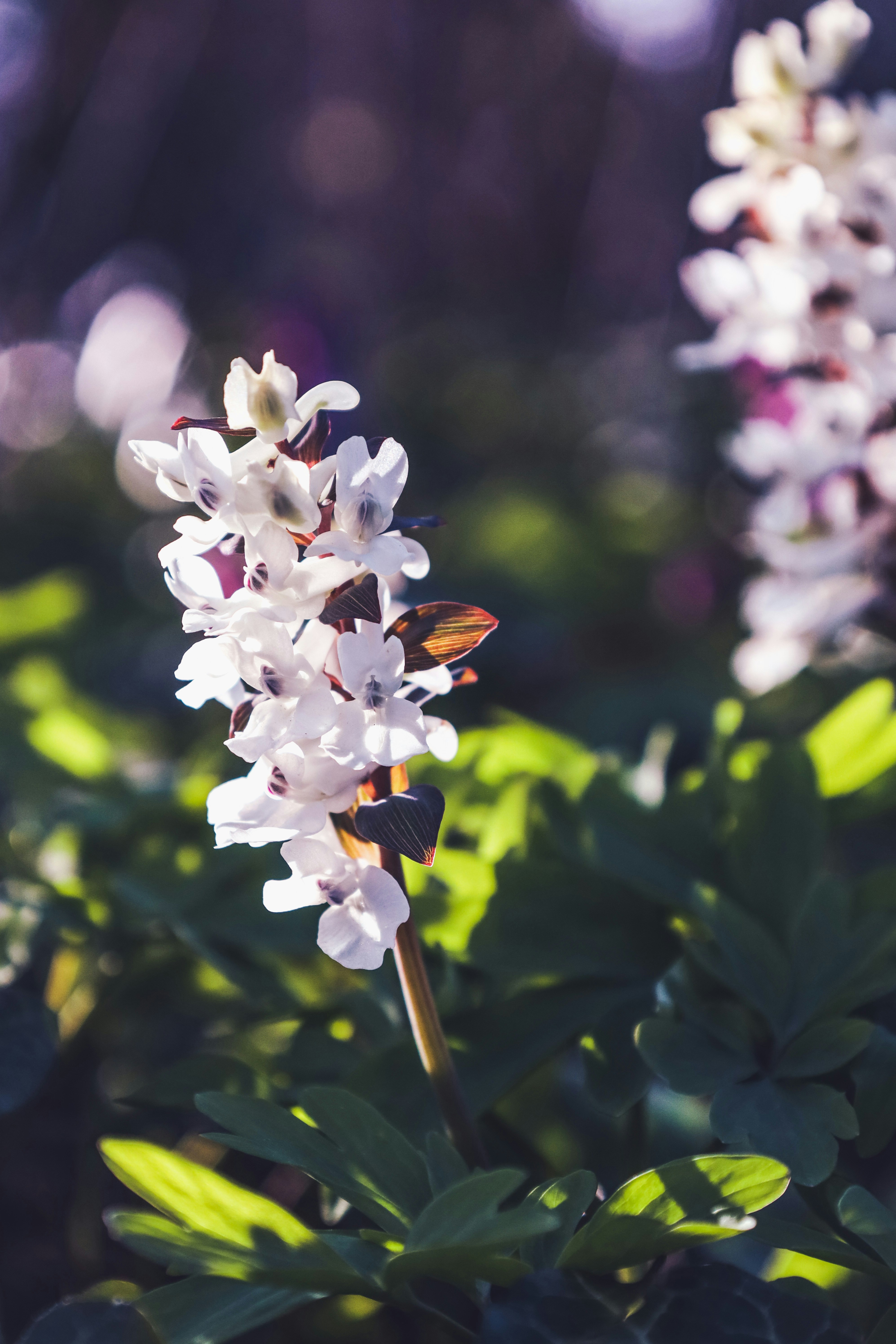 White blossom stalk bathed in soft sun with butterfly accents