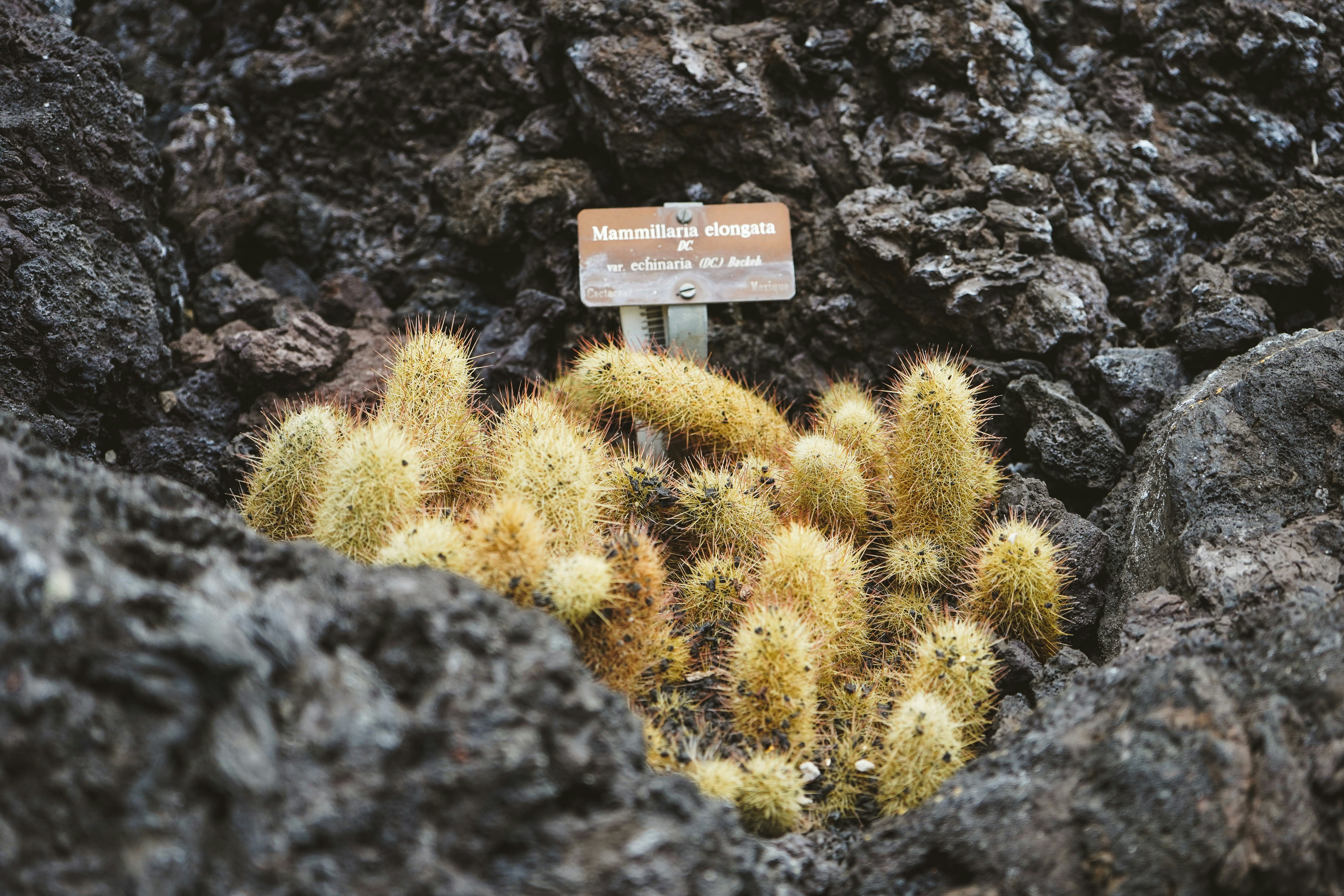 Sunlit Mammillaria elongata Cluster in a Volcanic Crevice