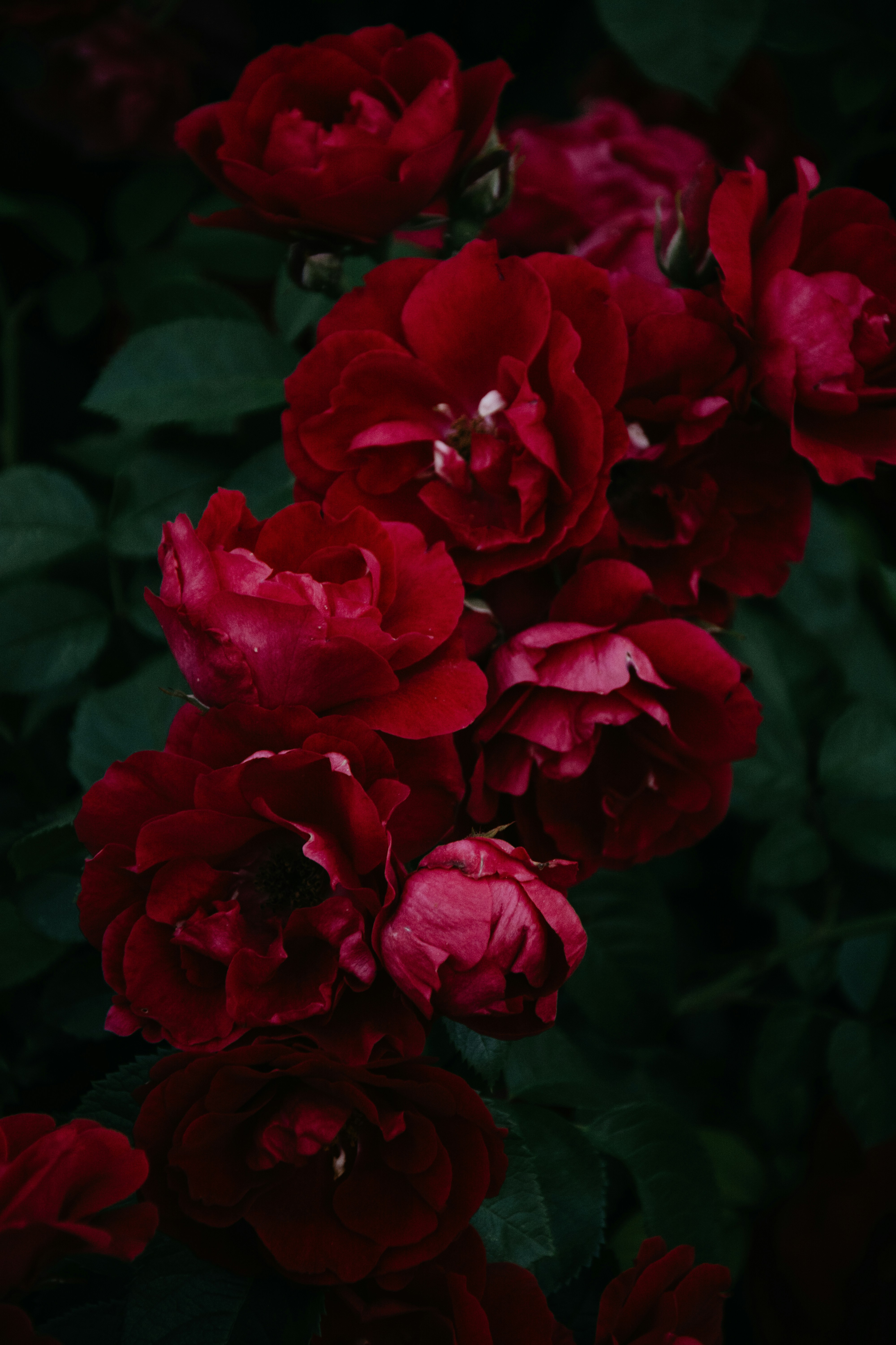 550+ Red Roses Pictures | Download Free Images on Unsplash