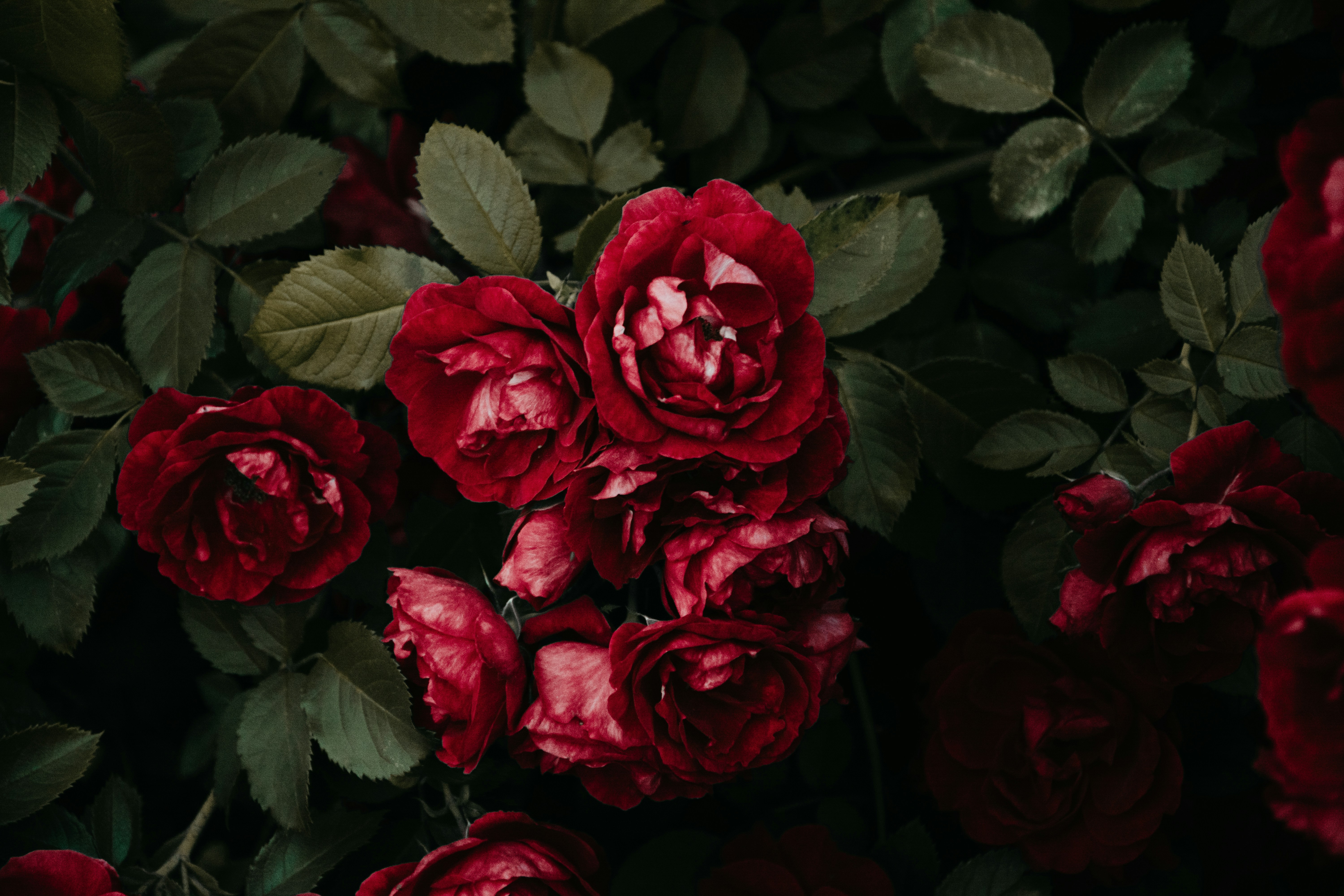 550+ Red Roses Pictures | Download Free Images on Unsplash