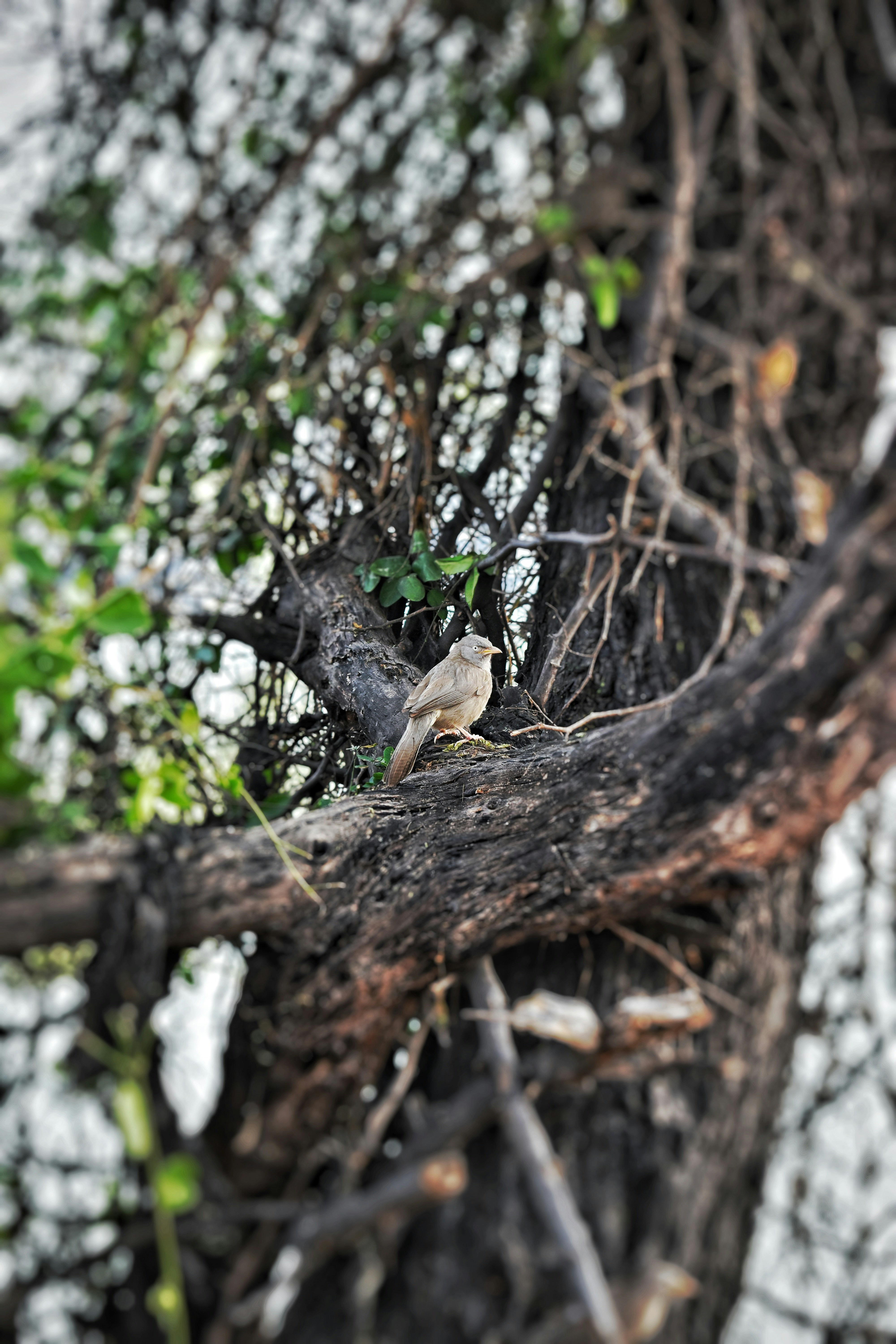 Small bird perched on a twisting tree branch surrounded by foliage.