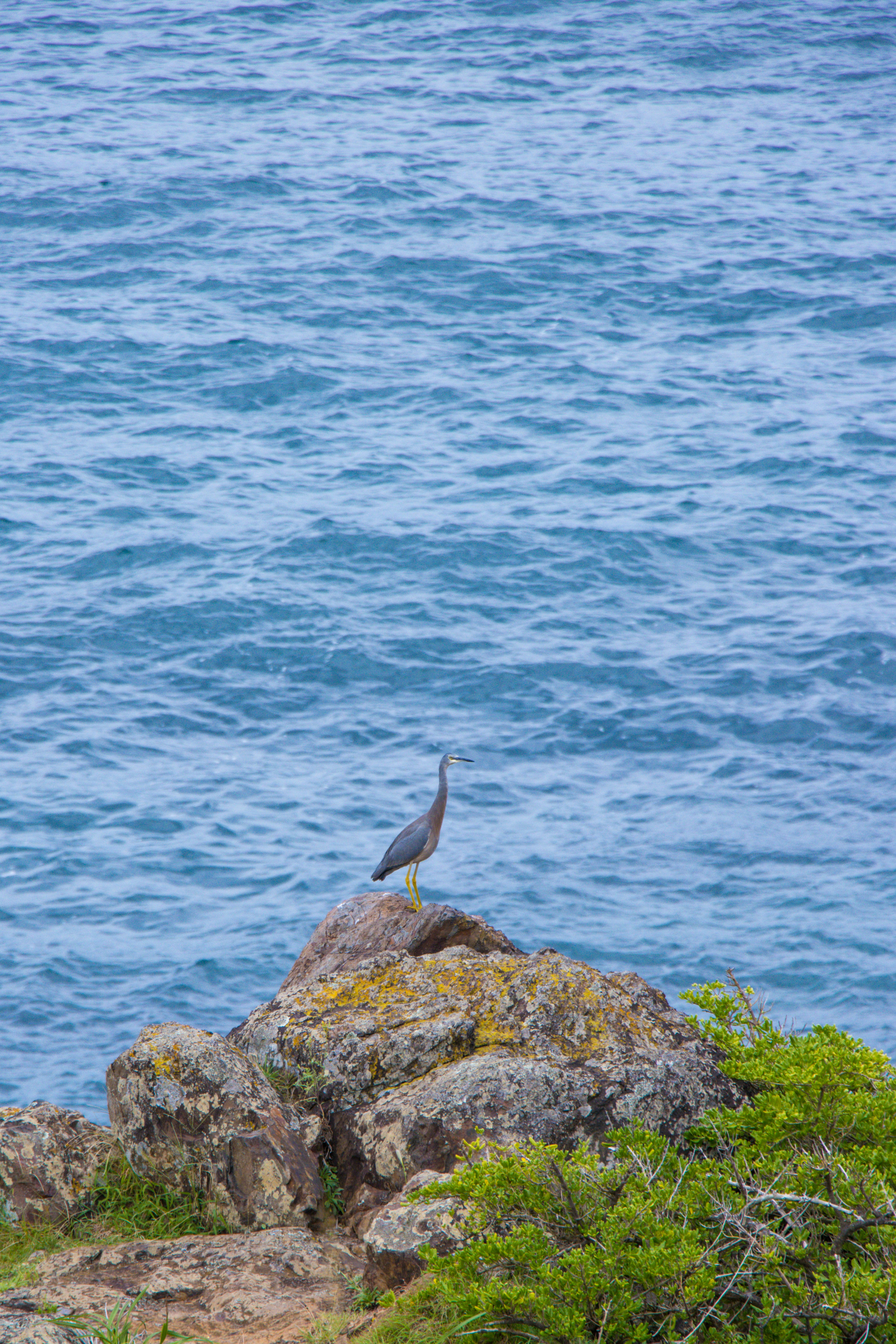 Grey Heron on a Weathered Promontory Over a Velvet Blue Sea