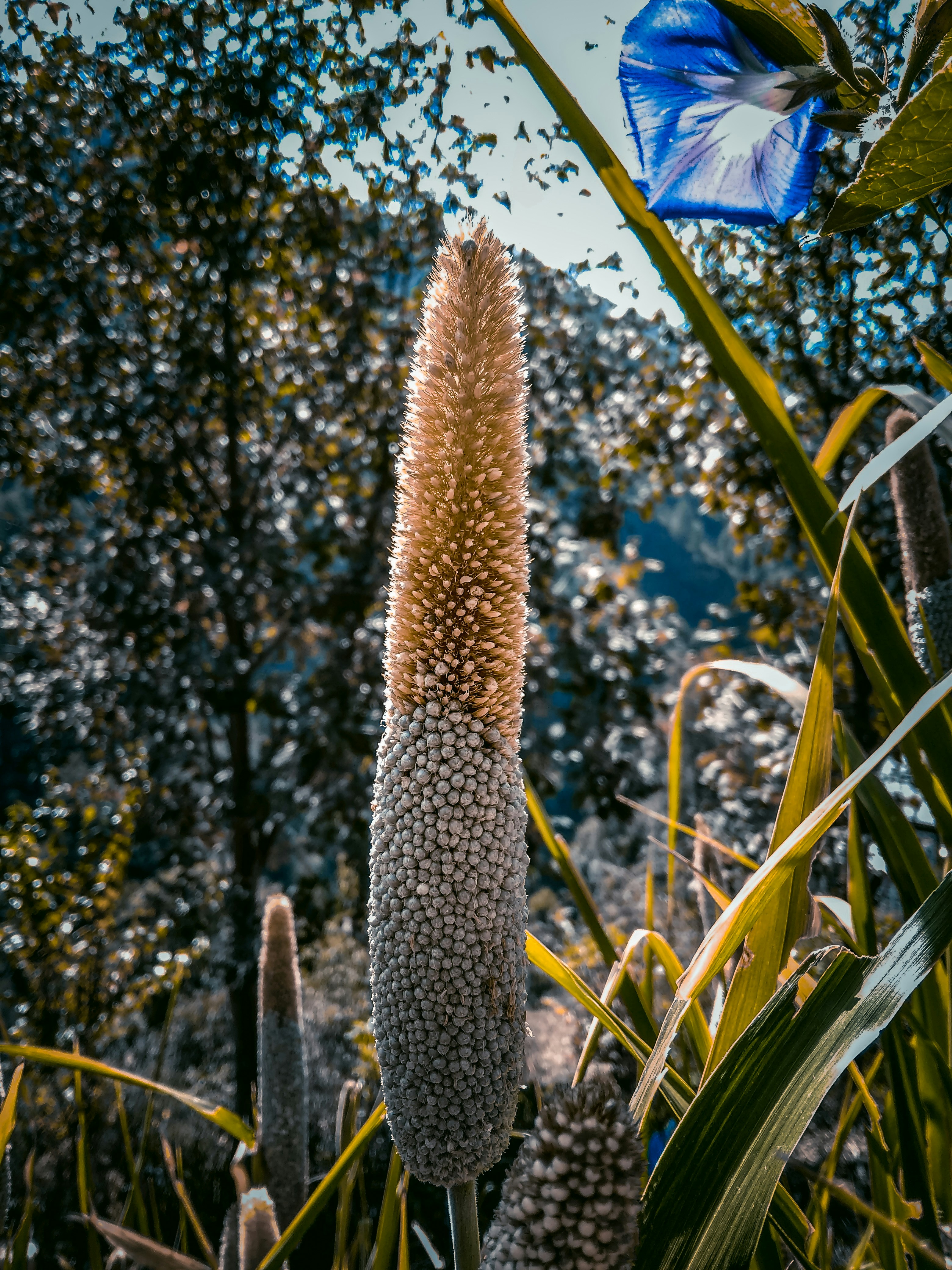 Close-up photograph of a tall foxtail flower spike bathed in sunlight. The garden backdrop is softly blurred, with blue sky visible through the foliage.