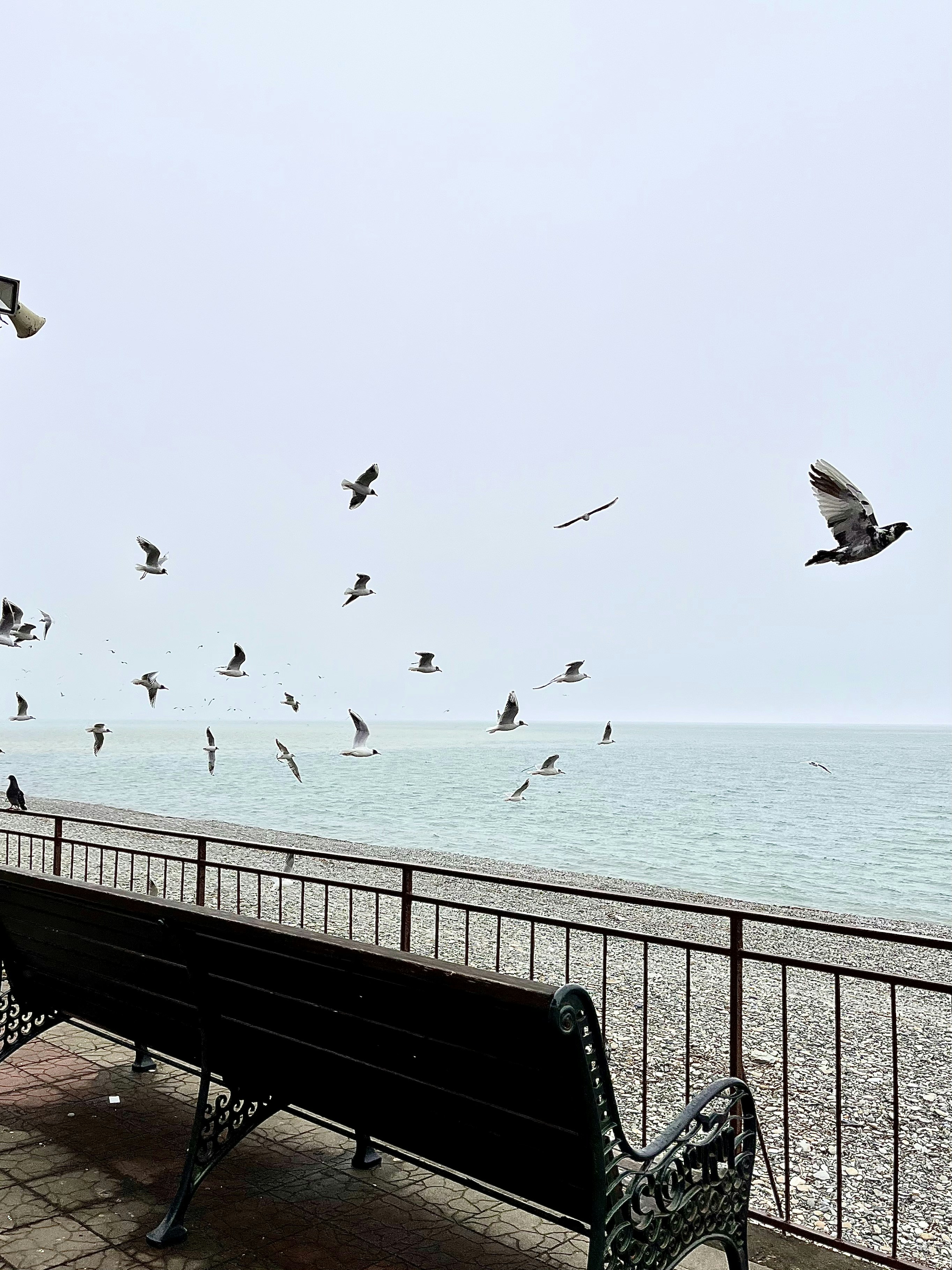Winged Chorus Over a Quiet Seaside Promenade