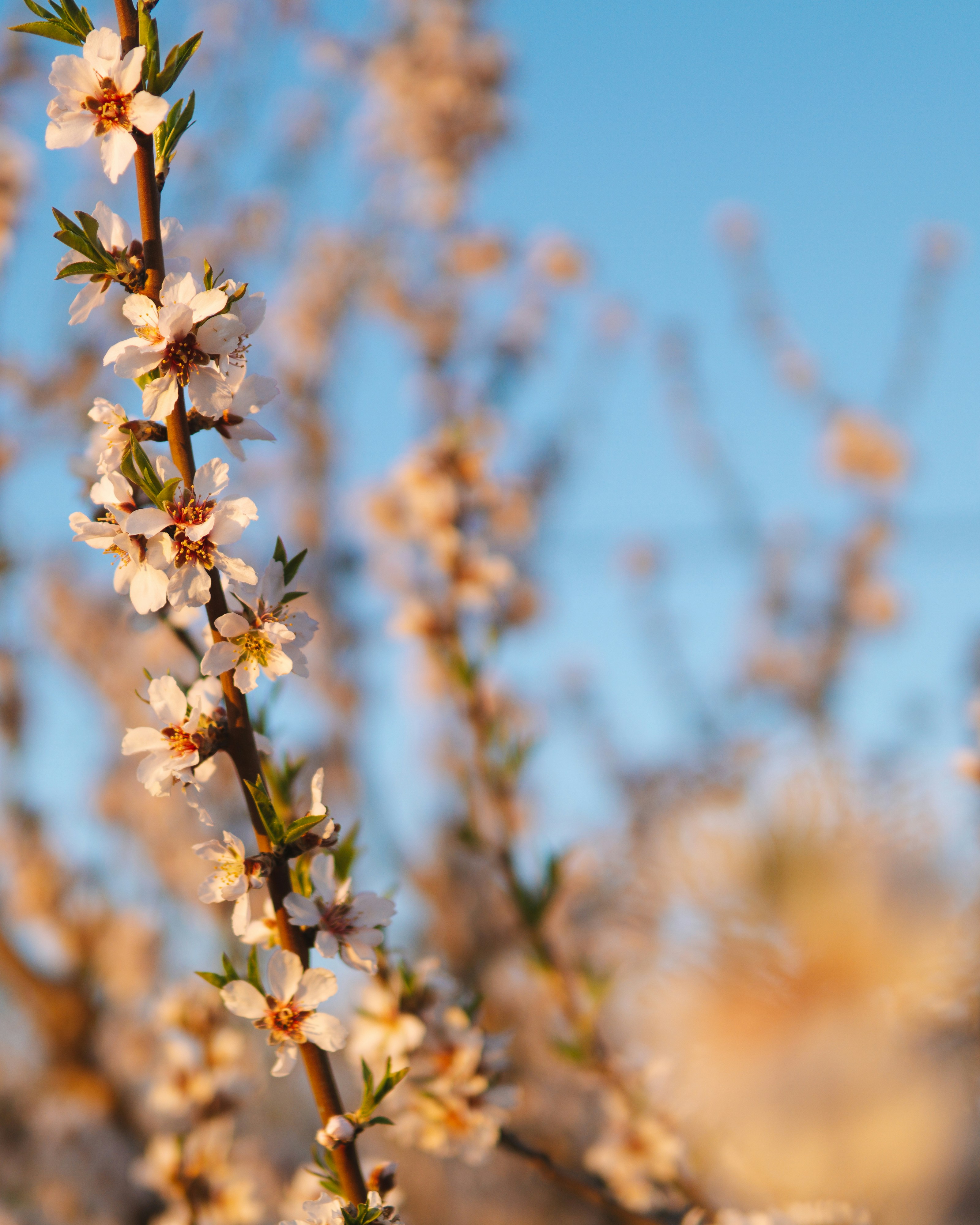Sunlit White Blossoms on a Slender Branch Against a Clear Sky