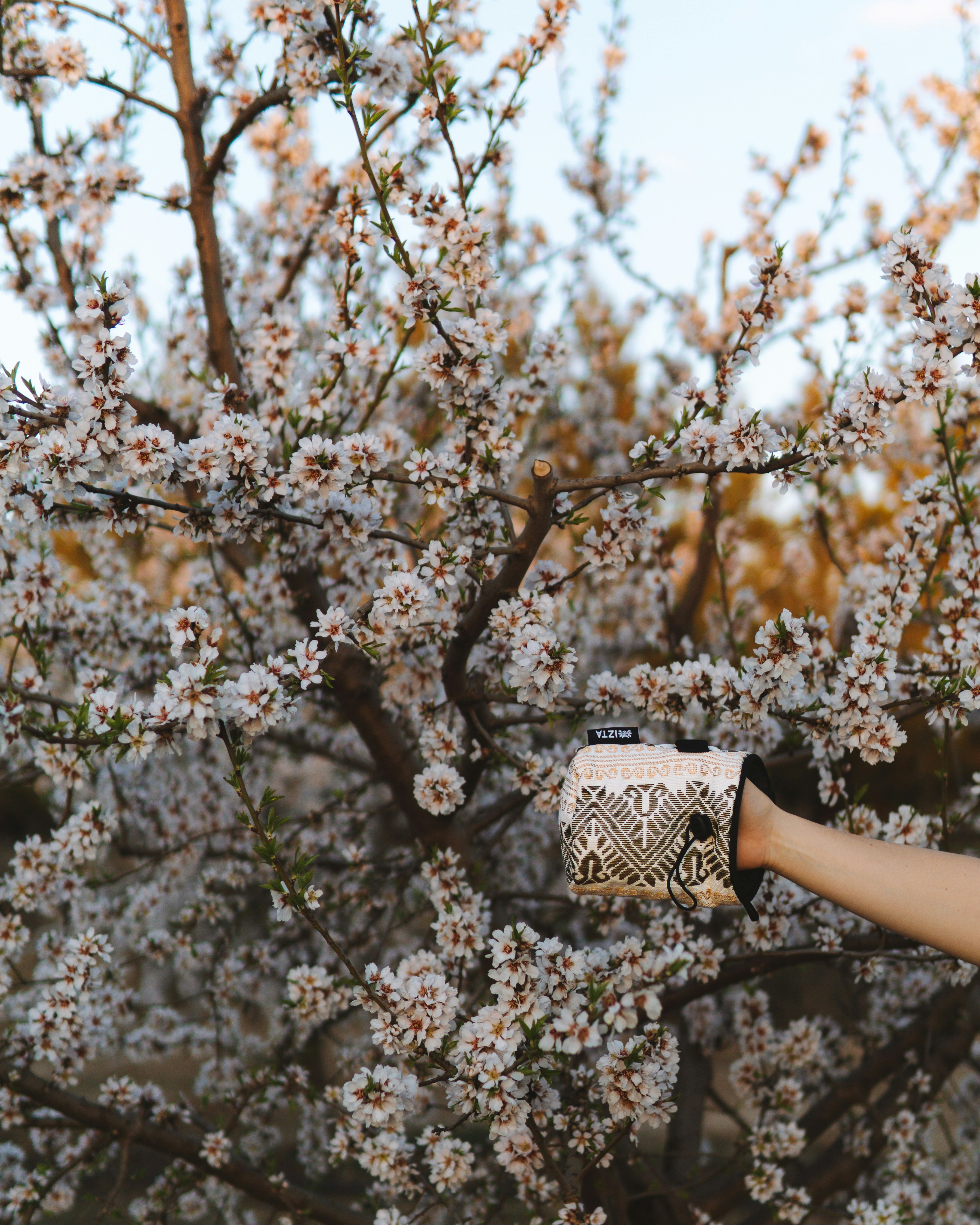 Geometric Mug Anchored by a Sea of White Cherry Blossoms