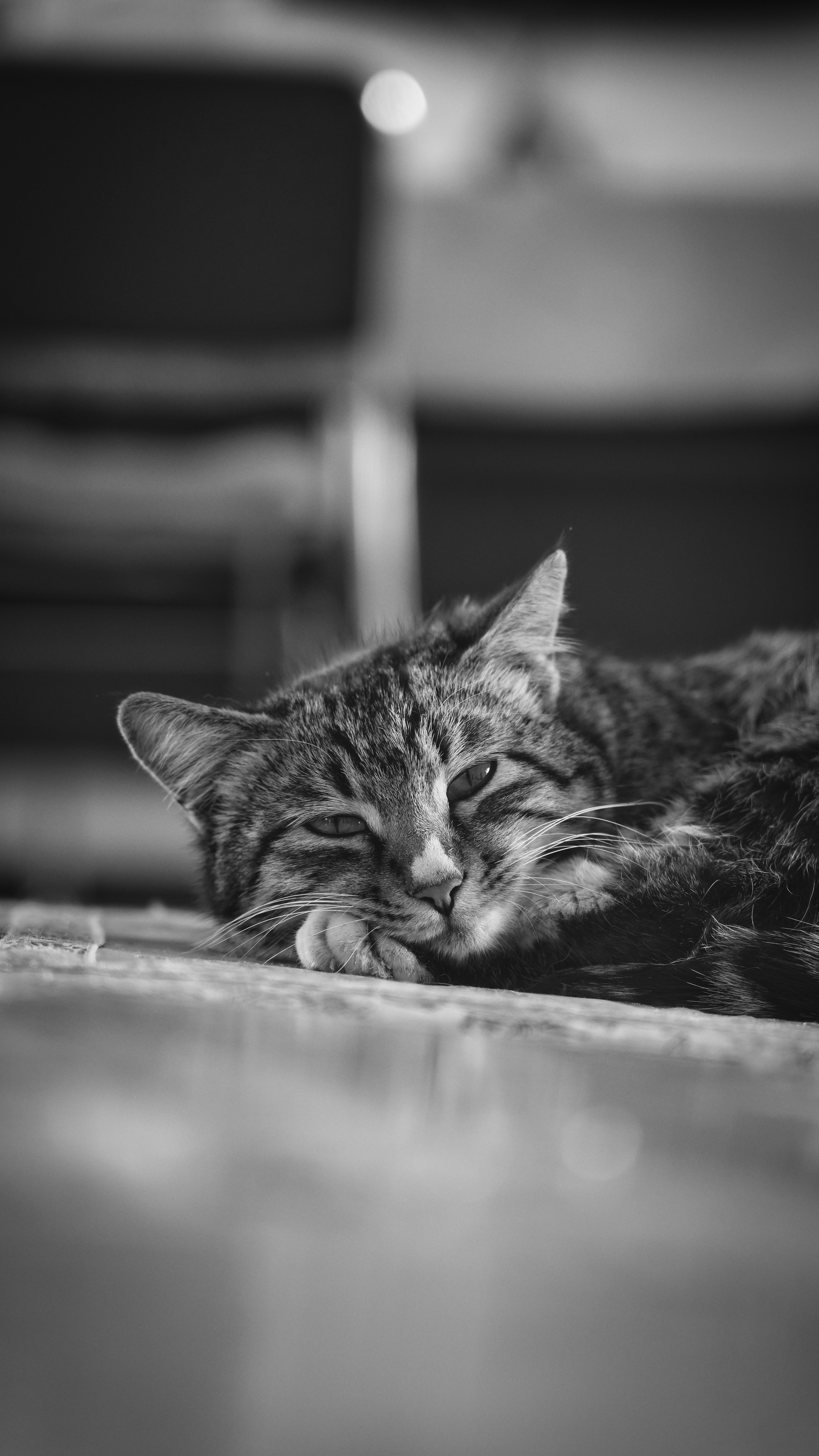 Une photo en noir et blanc d’un chat endormi par terre photo – Photo ...