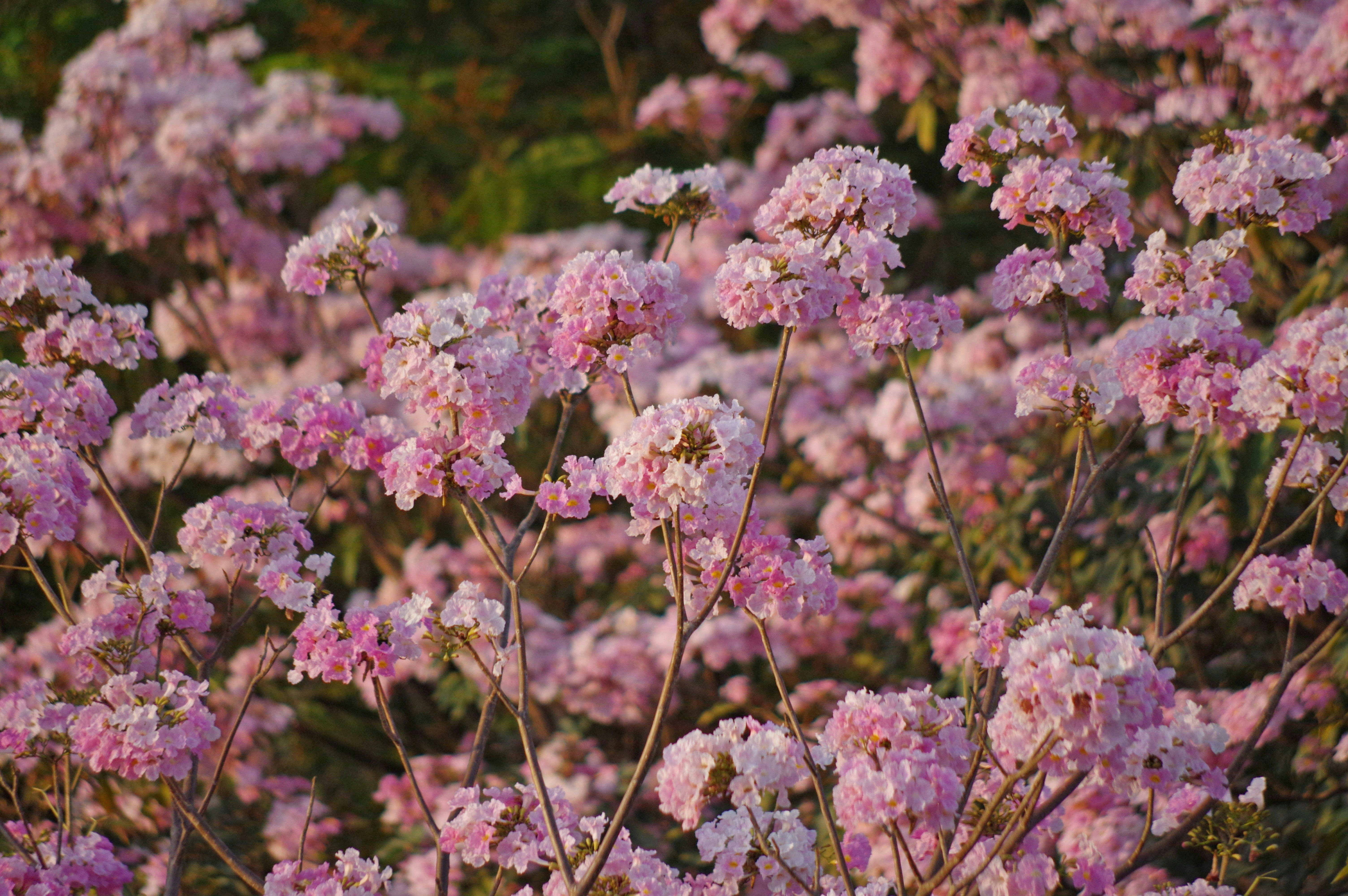 A bunch of pink flowers that are in the grass photo – Free Nature Image ...