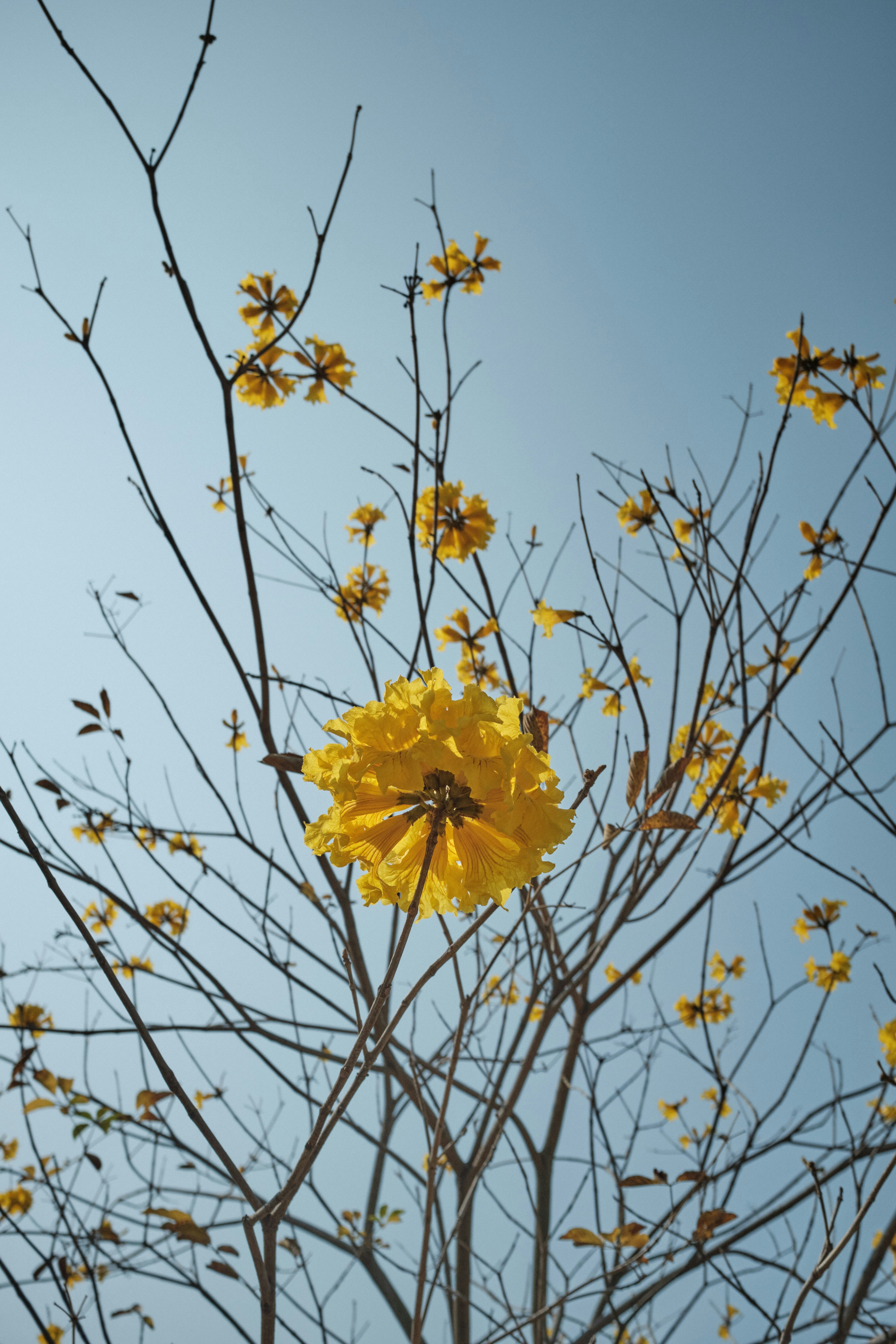 Uma árvore com um ramo de flores amarelas sobre ela foto – Imagem ...