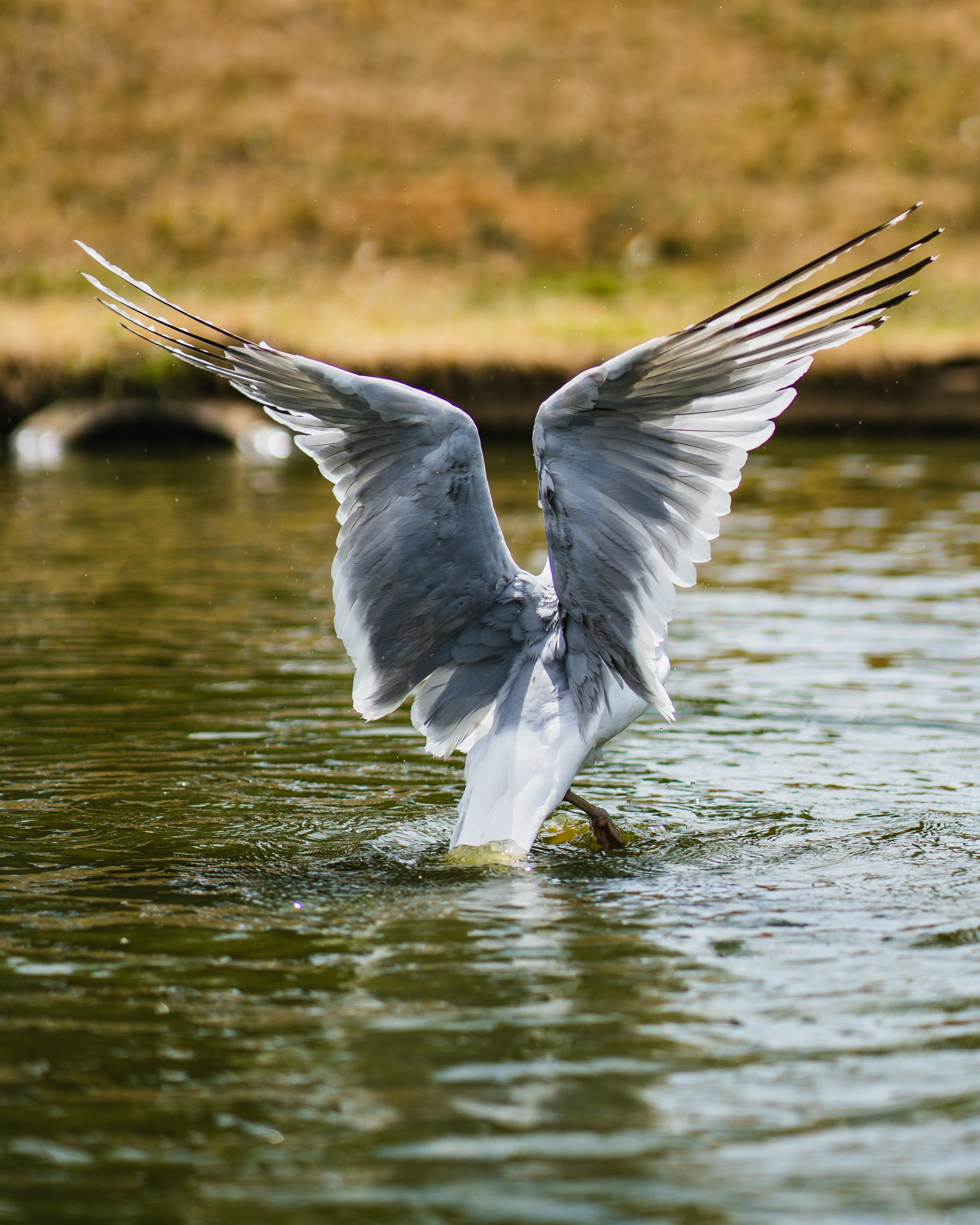 A large white bird flying over a body of water photo – Free Animal ...
