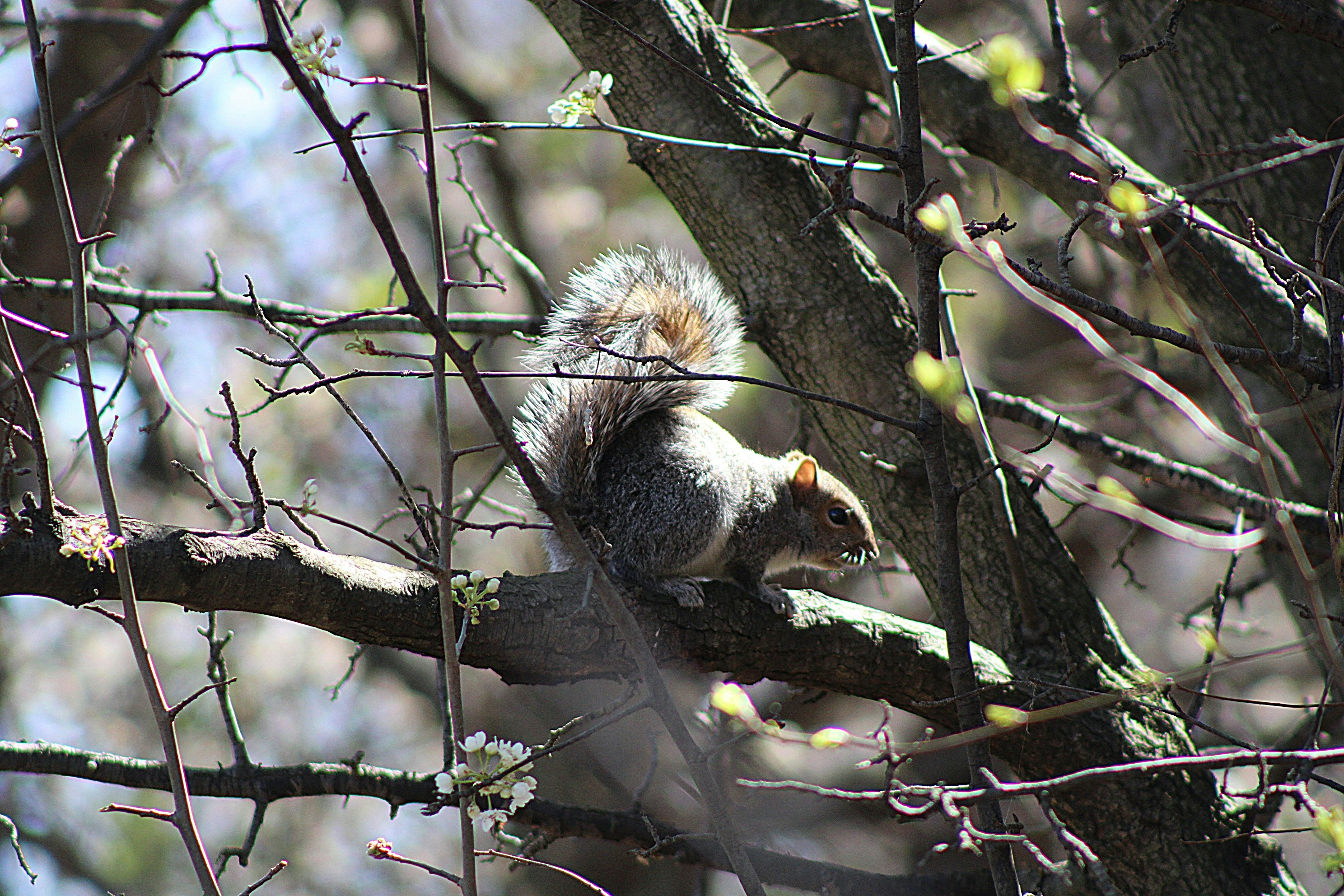 Squirrel Scout on a Branch: Sunlit Pursuit Amid Blossoms