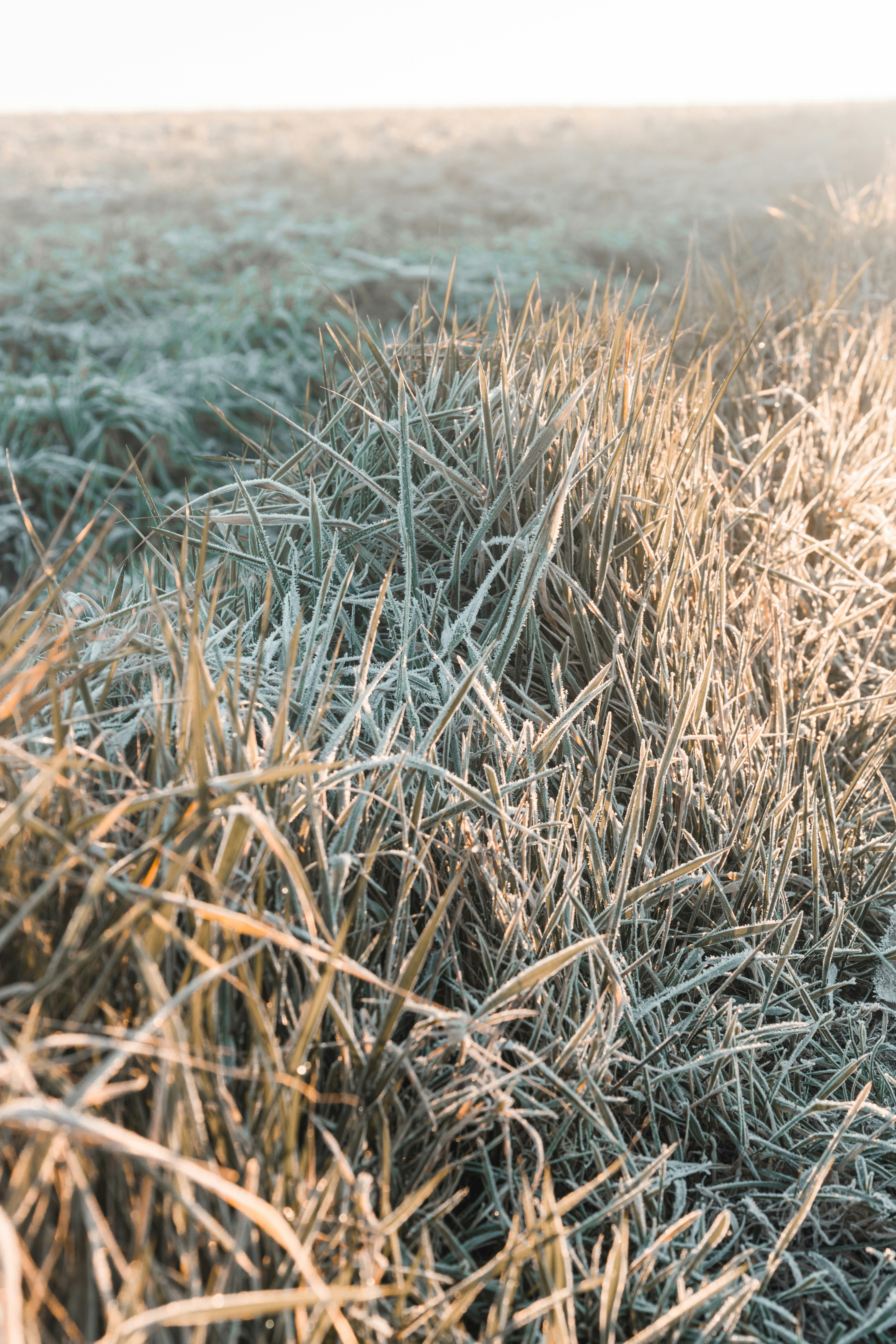 A field of grass with frost on it photo – Free Nature background Image ...