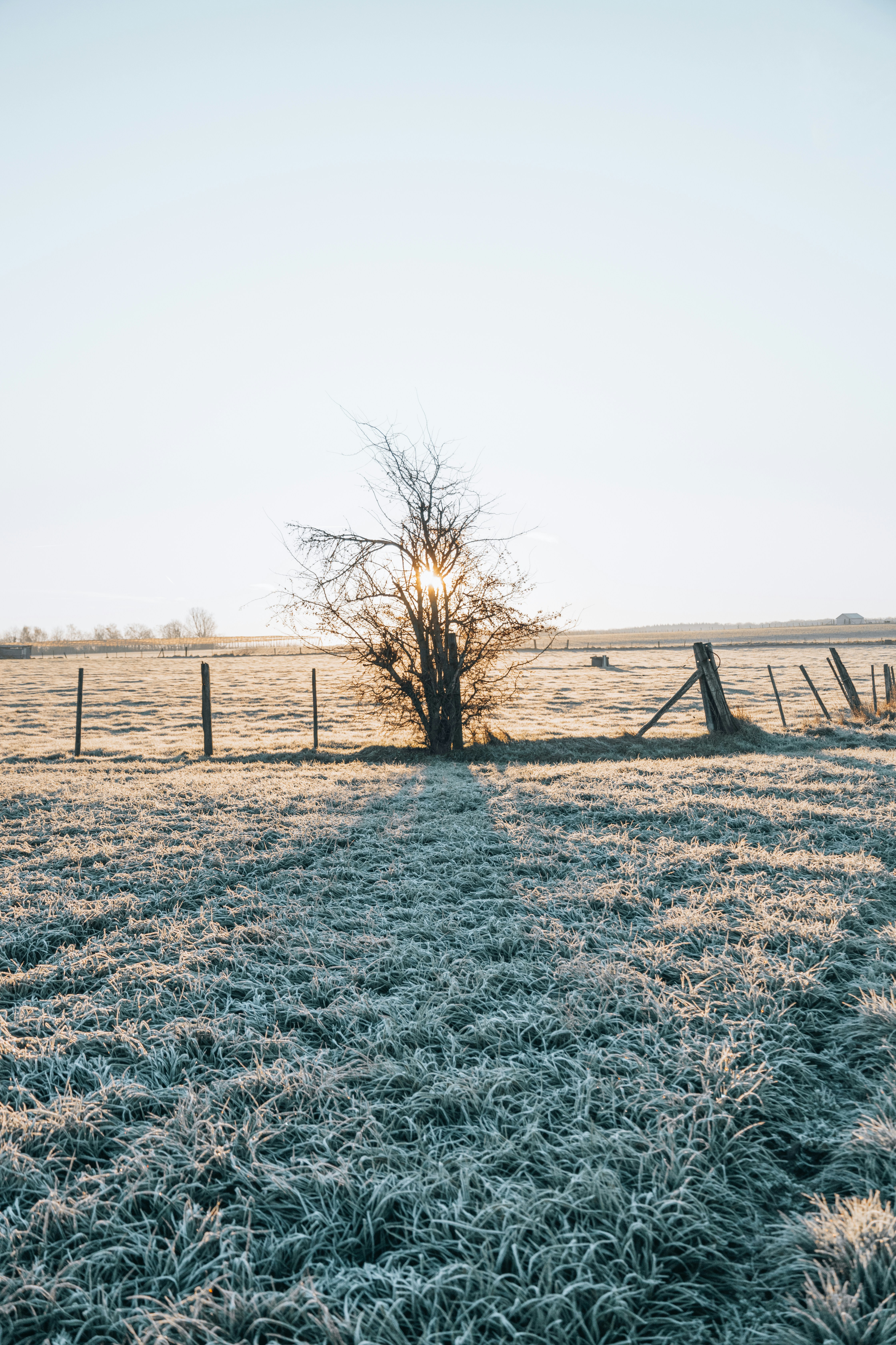 A frosty field with a tree in the middle photo – Free Nature background ...