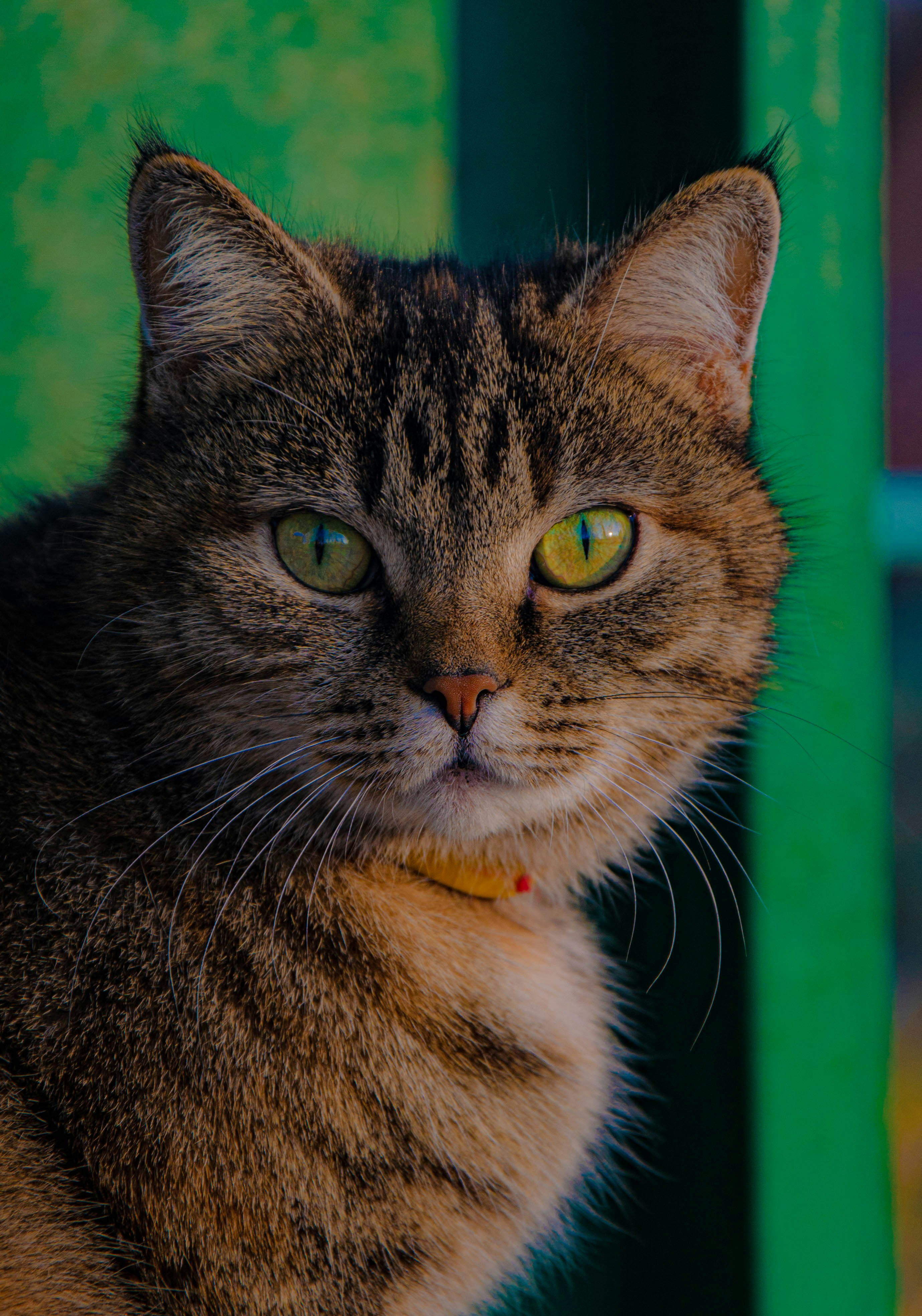 Emerald-Eyed Tabby Portrait Framed by Green Rails