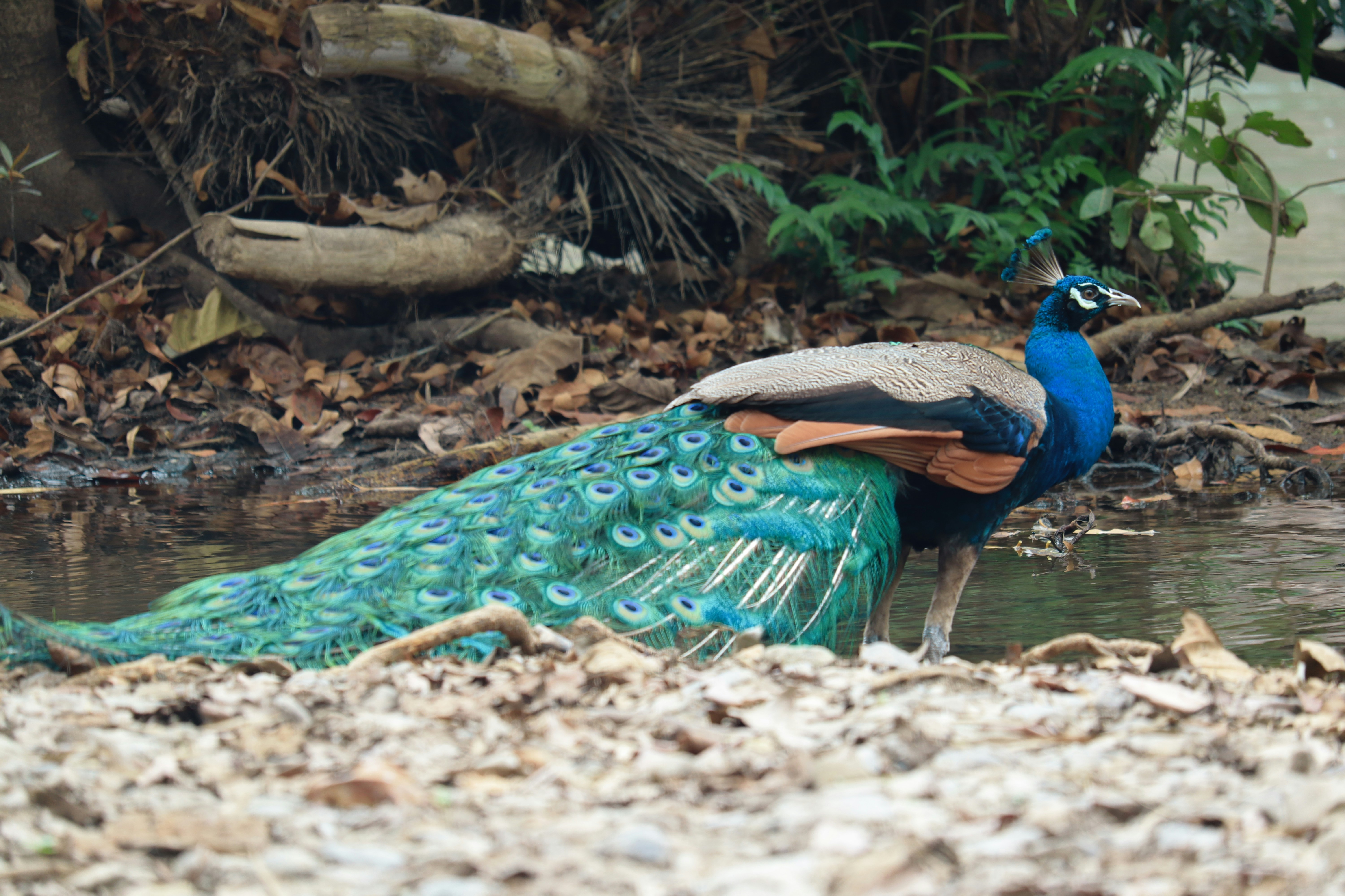 Riverbank Regal: Iridescent Peacock Among Fallen Leaves