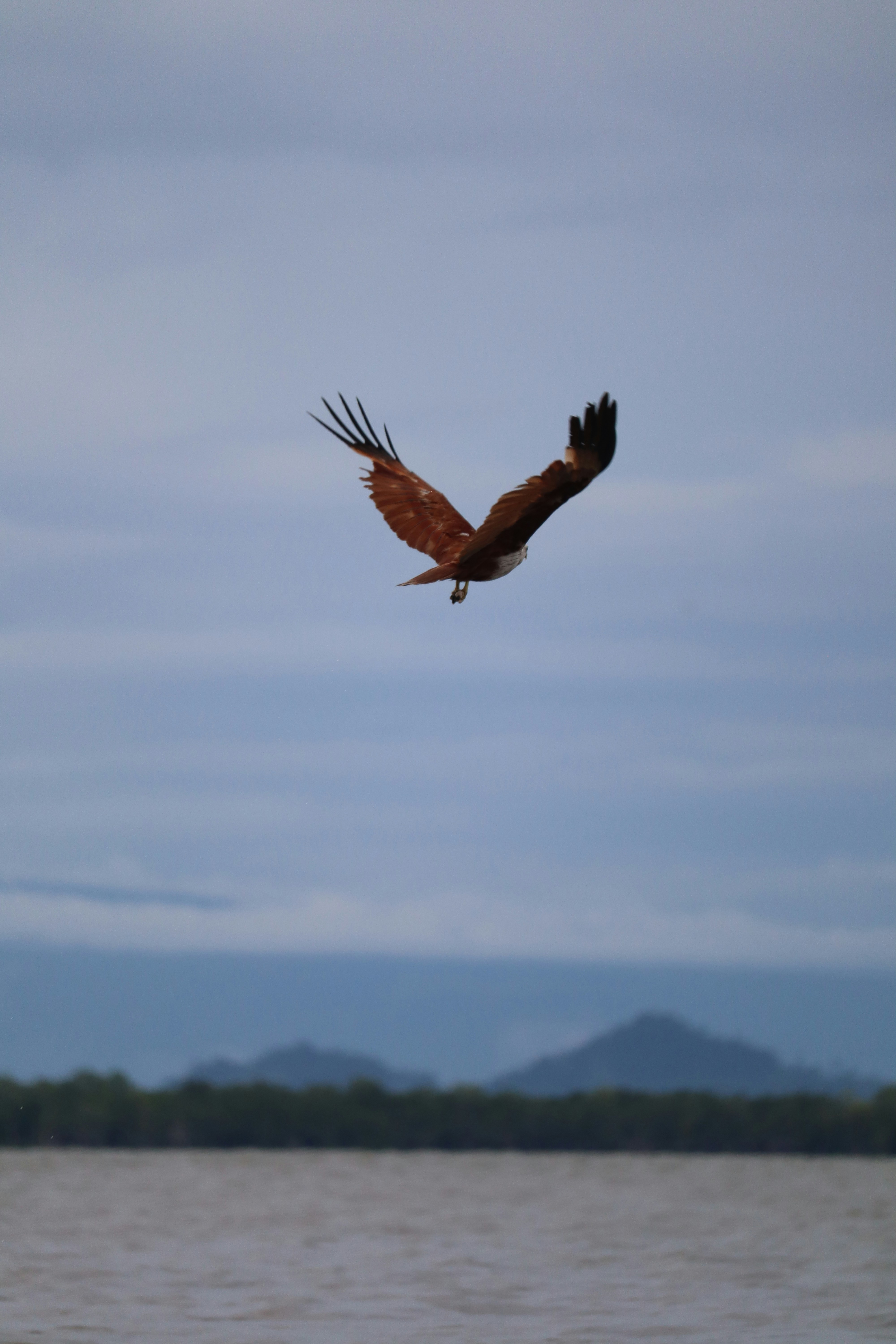 Aerial Glide: Red-tailed hawk over a quiet lakescape