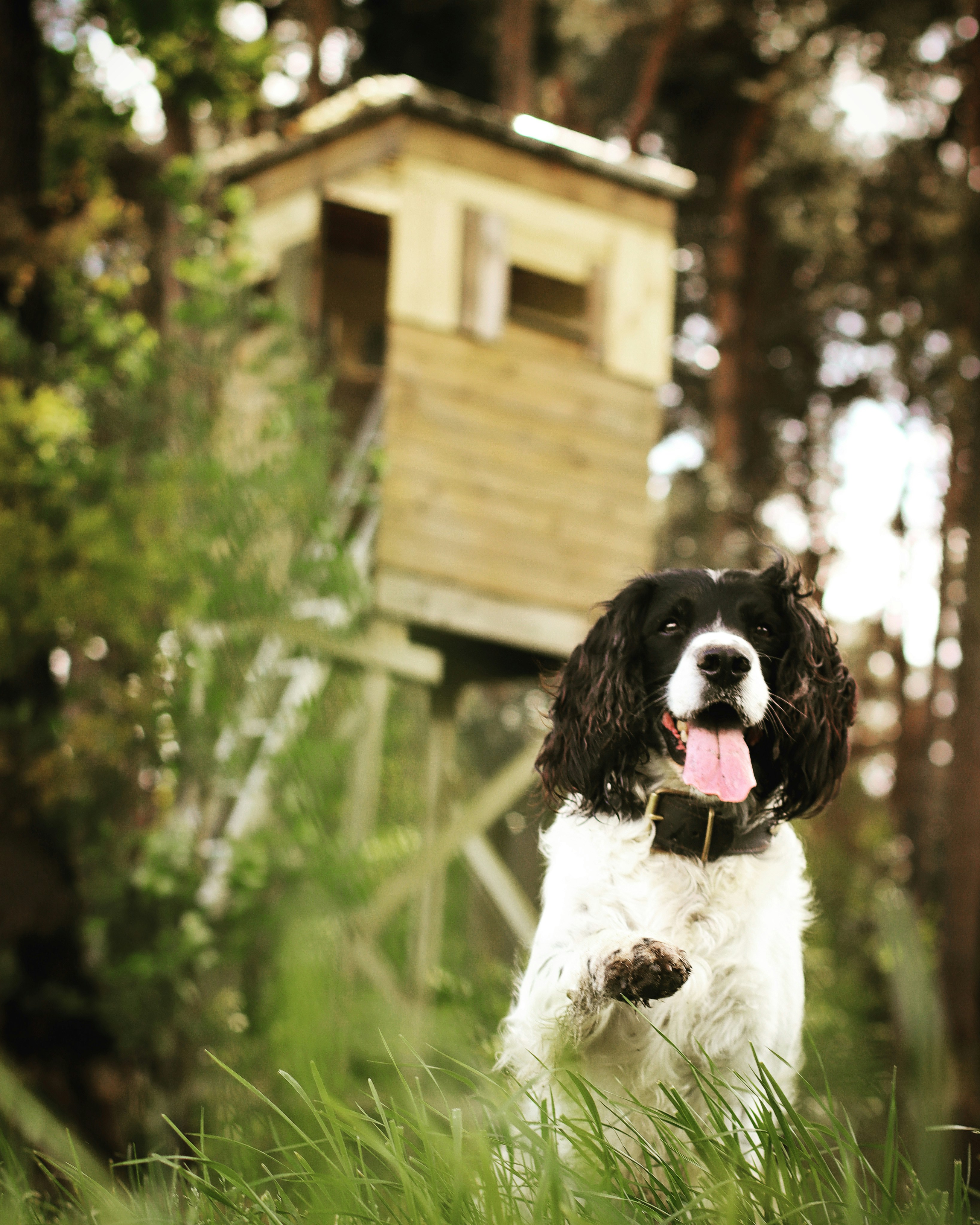 Joyful Springer in a Sunlit Forest Keeps Watch Over a Wooden Lookout