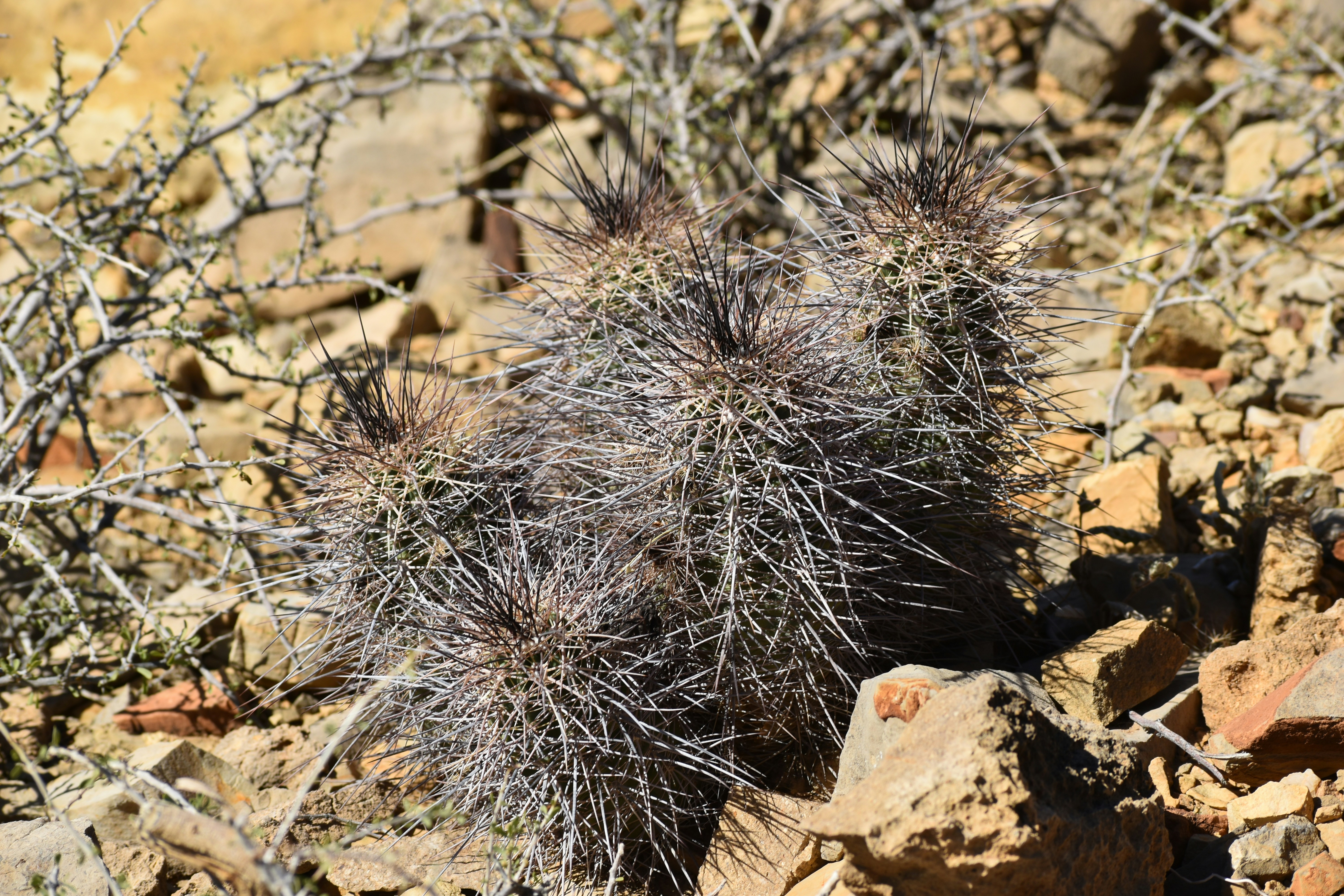 Desert Crown: Barrel Cacti Stand Guard Over Sunlit Gravel