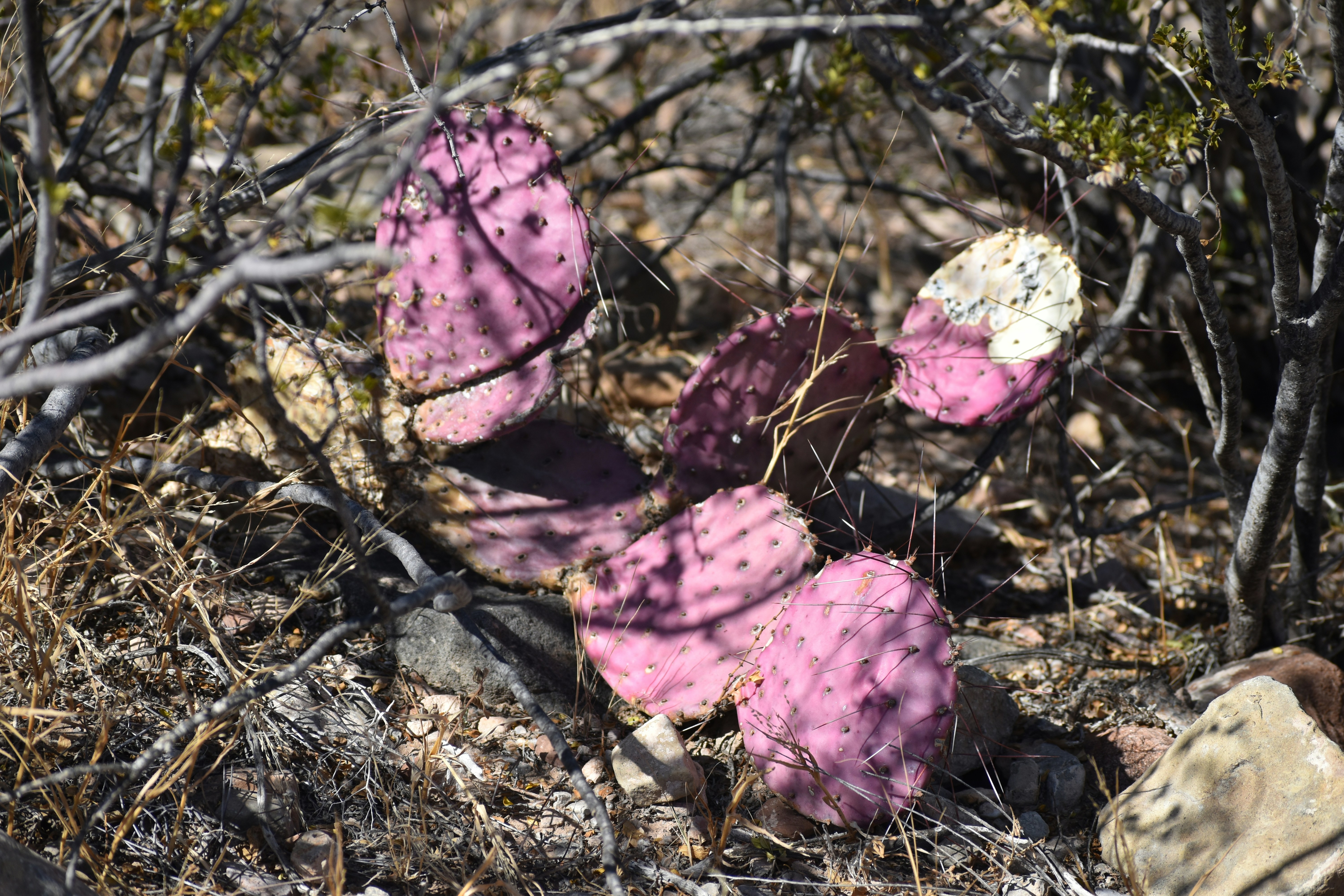 Sun-Warmed Prickly Pear Pads Amid Desert Scrub